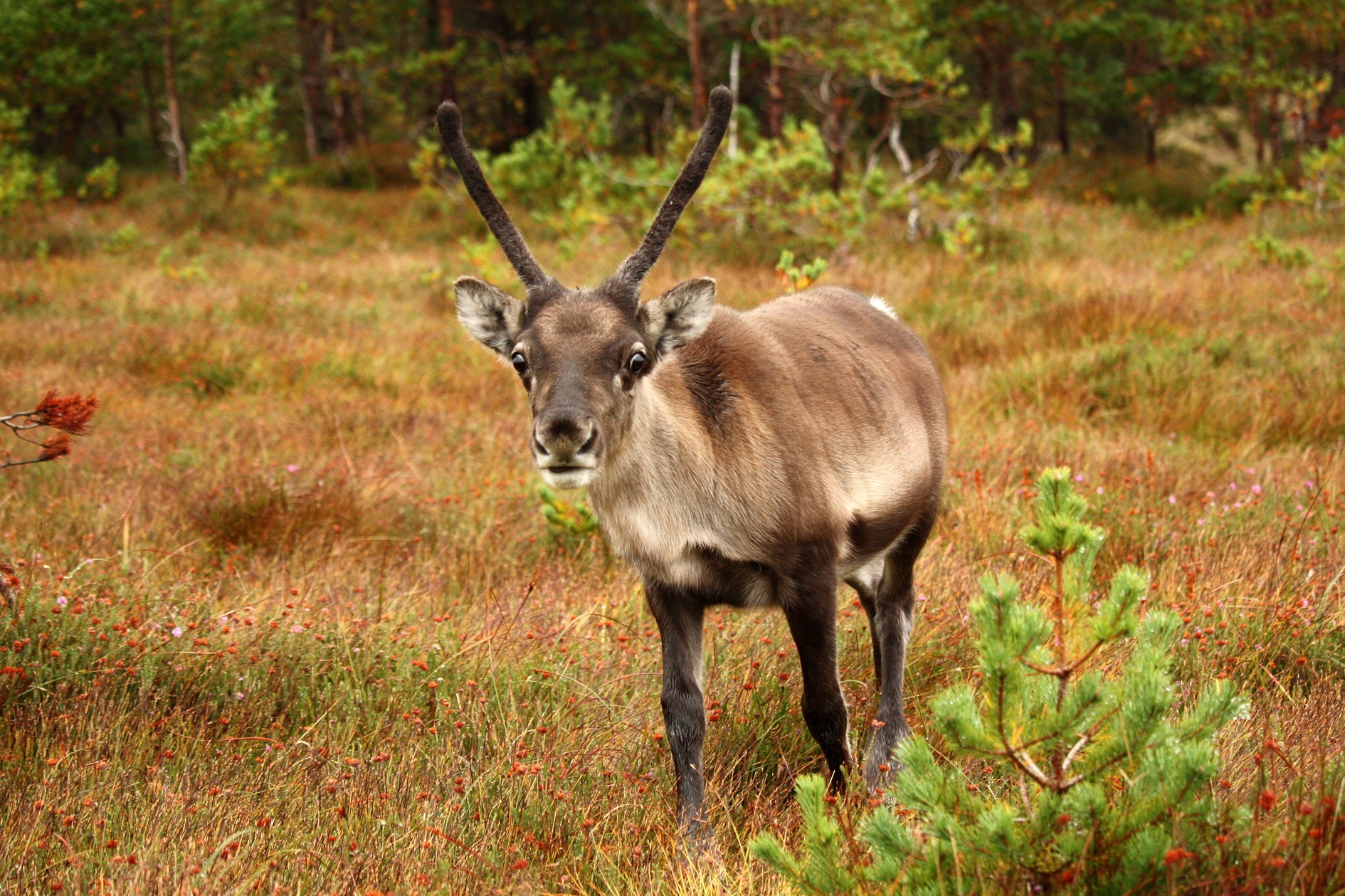 Cowboy - The Cairngorm Reindeer Herd