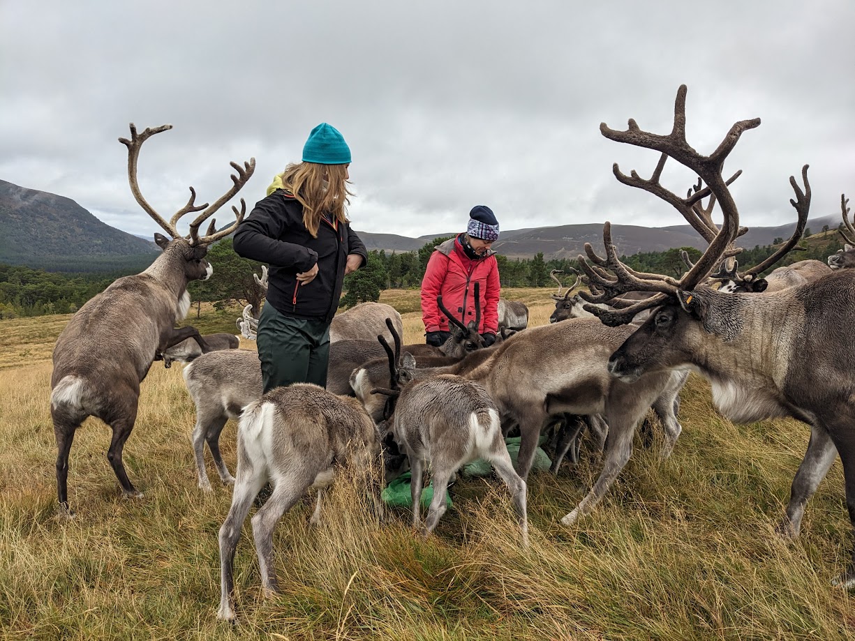Reindeer around food - The Cairngorm Reindeer Herd