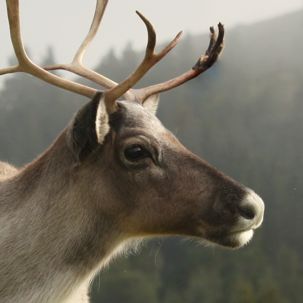 Adopt - The Cairngorm Reindeer Herd