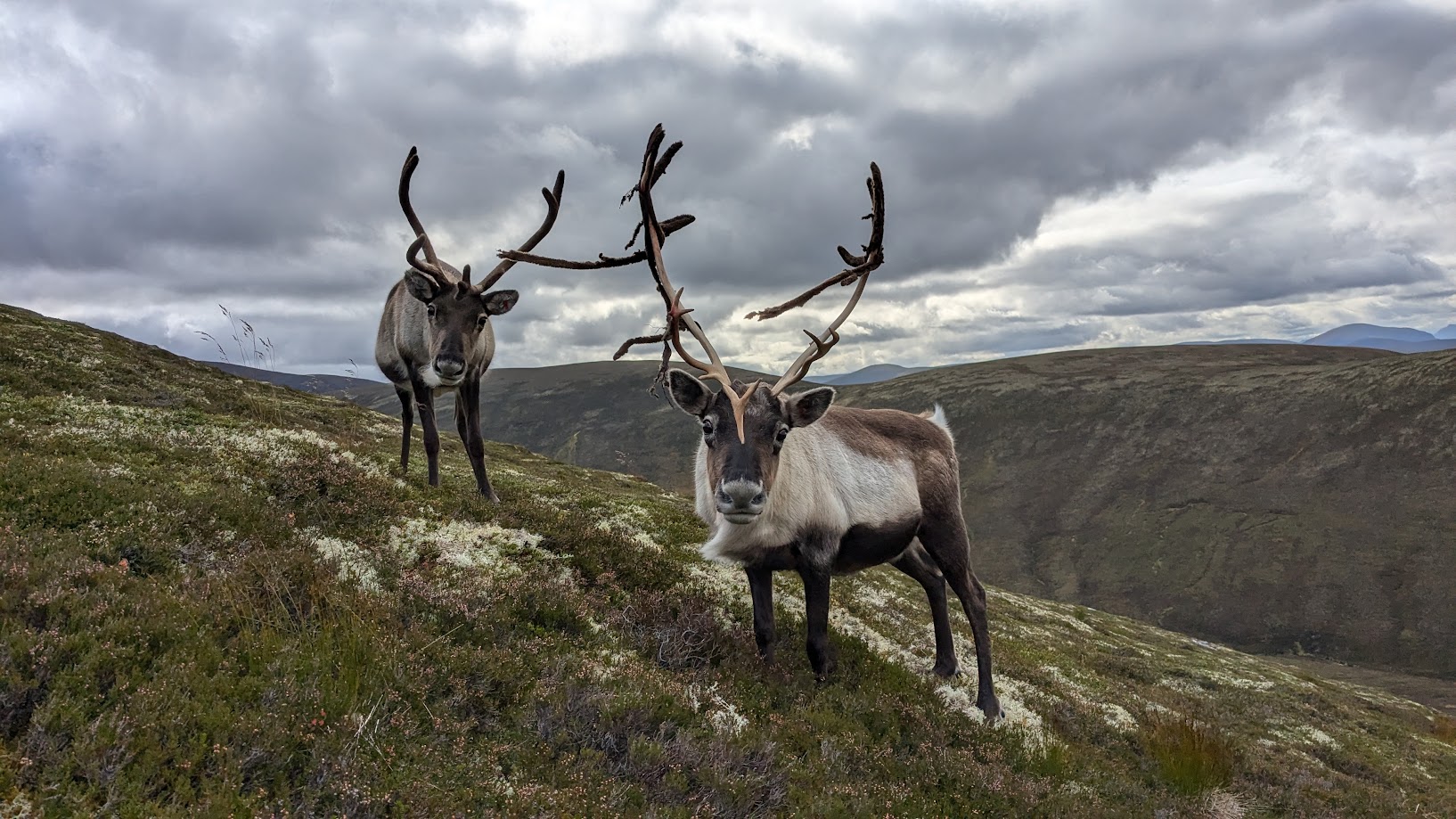 Blog – The Cairngorm Reindeer Herd