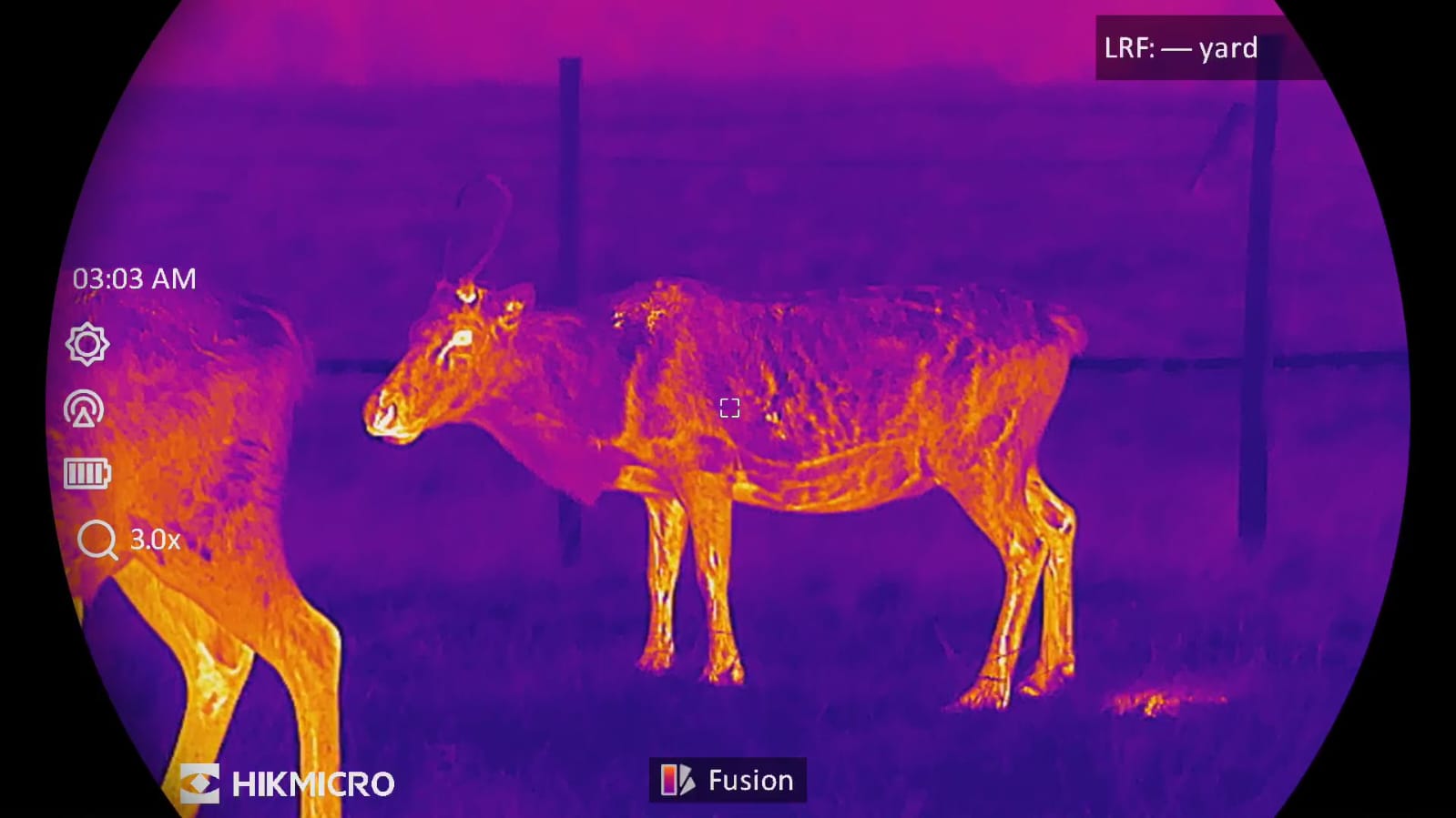 Thermal photos of reindeer - The Cairngorm Reindeer Herd