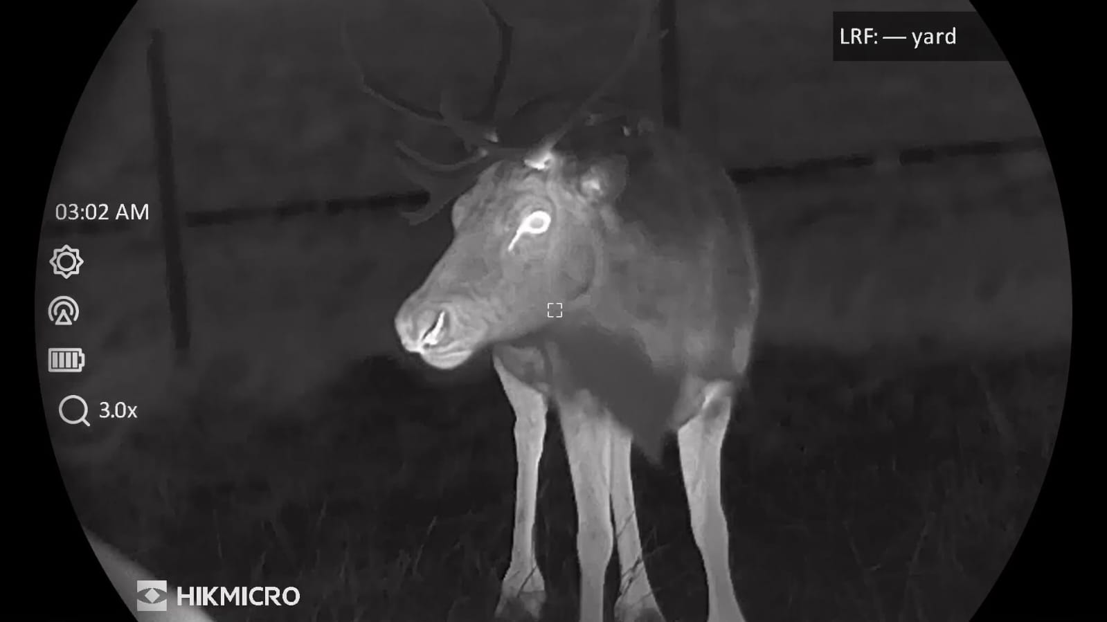 Thermal photos of reindeer - The Cairngorm Reindeer Herd