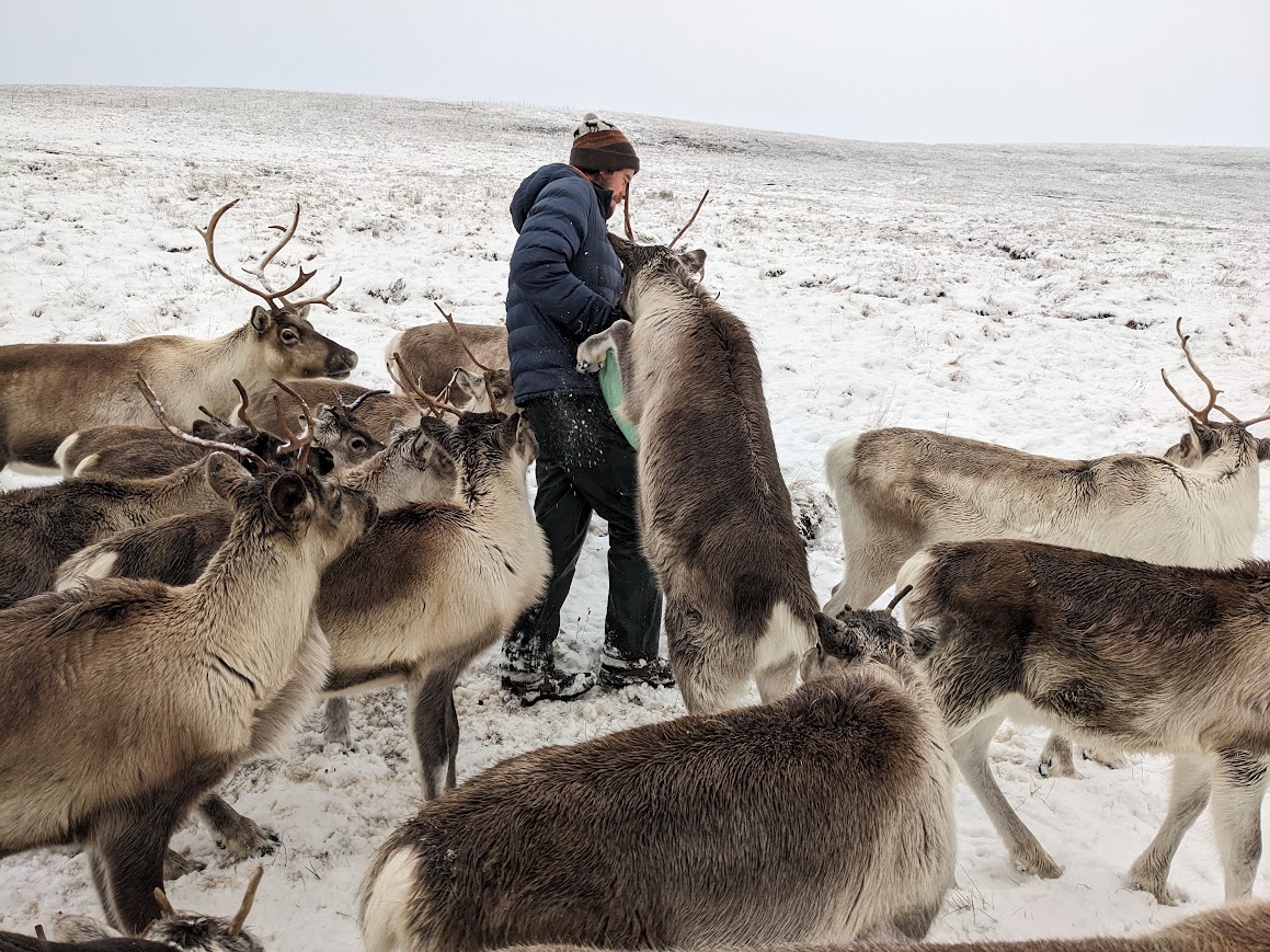 Reindeer around food - The Cairngorm Reindeer Herd