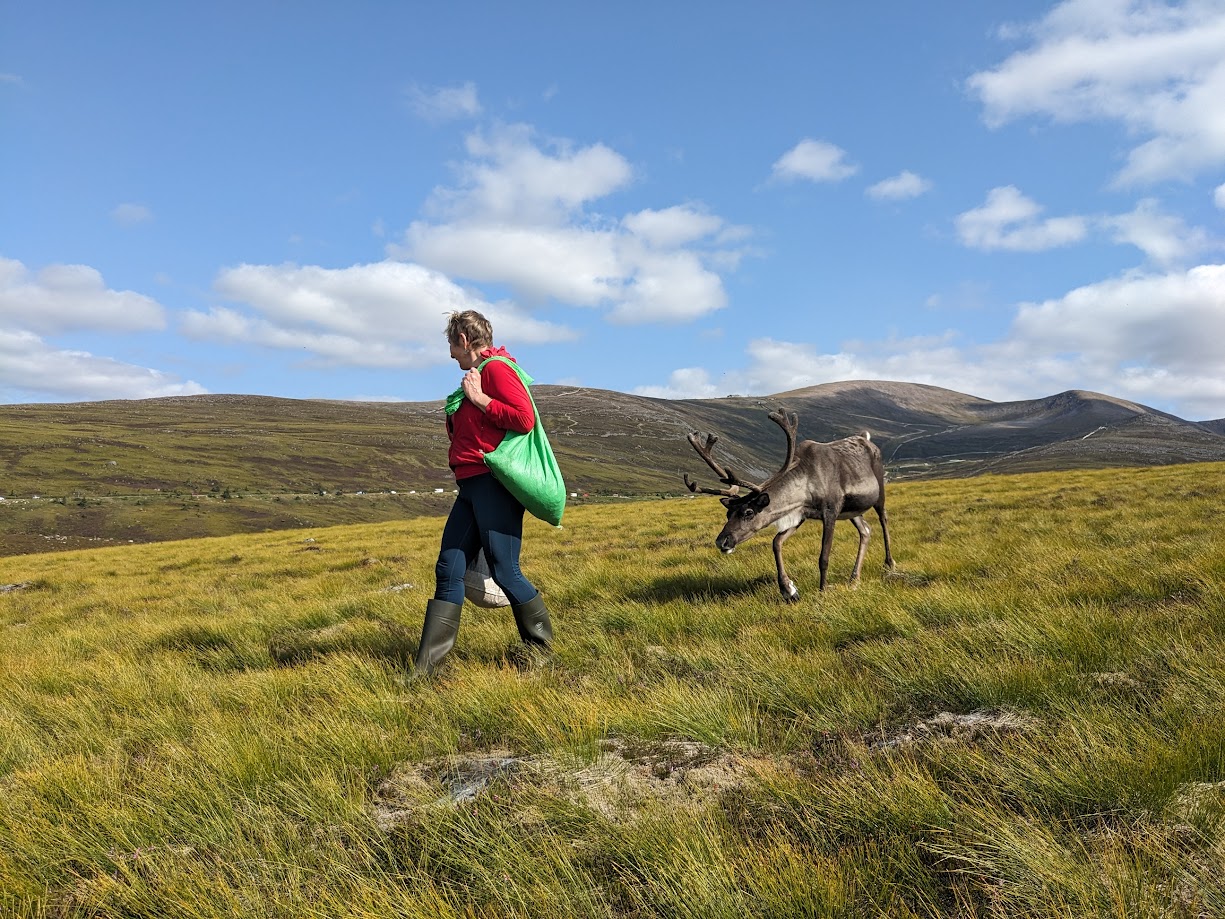 Reindeer around food - The Cairngorm Reindeer Herd