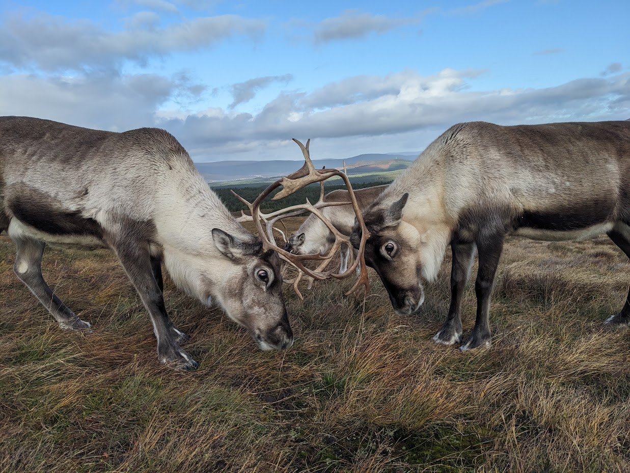 Photo Blog: October 2024 - The Cairngorm Reindeer Herd