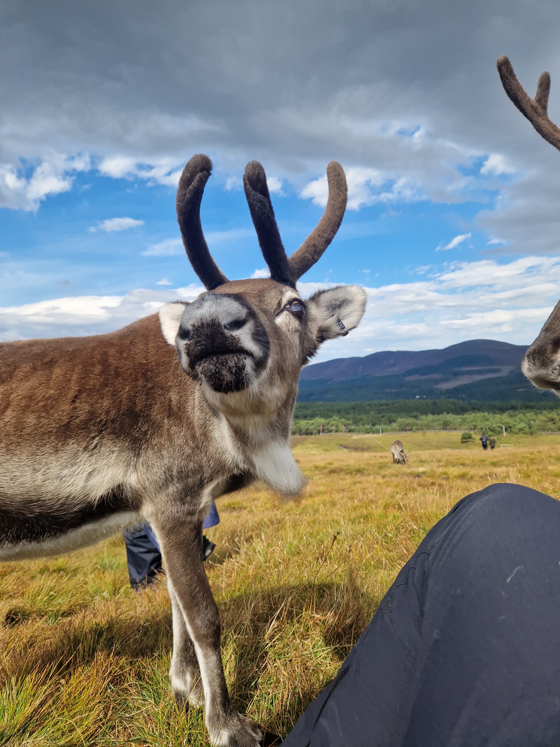 Blog – The Cairngorm Reindeer Herd