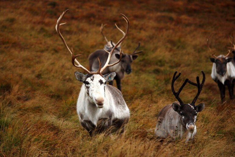 Blog – The Cairngorm Reindeer Herd