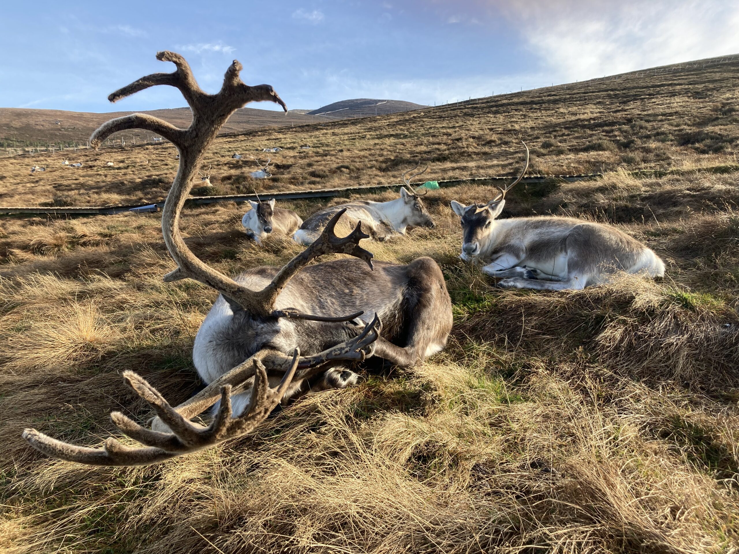 Differences and similarities between Highland cattle and reindeer: part ...