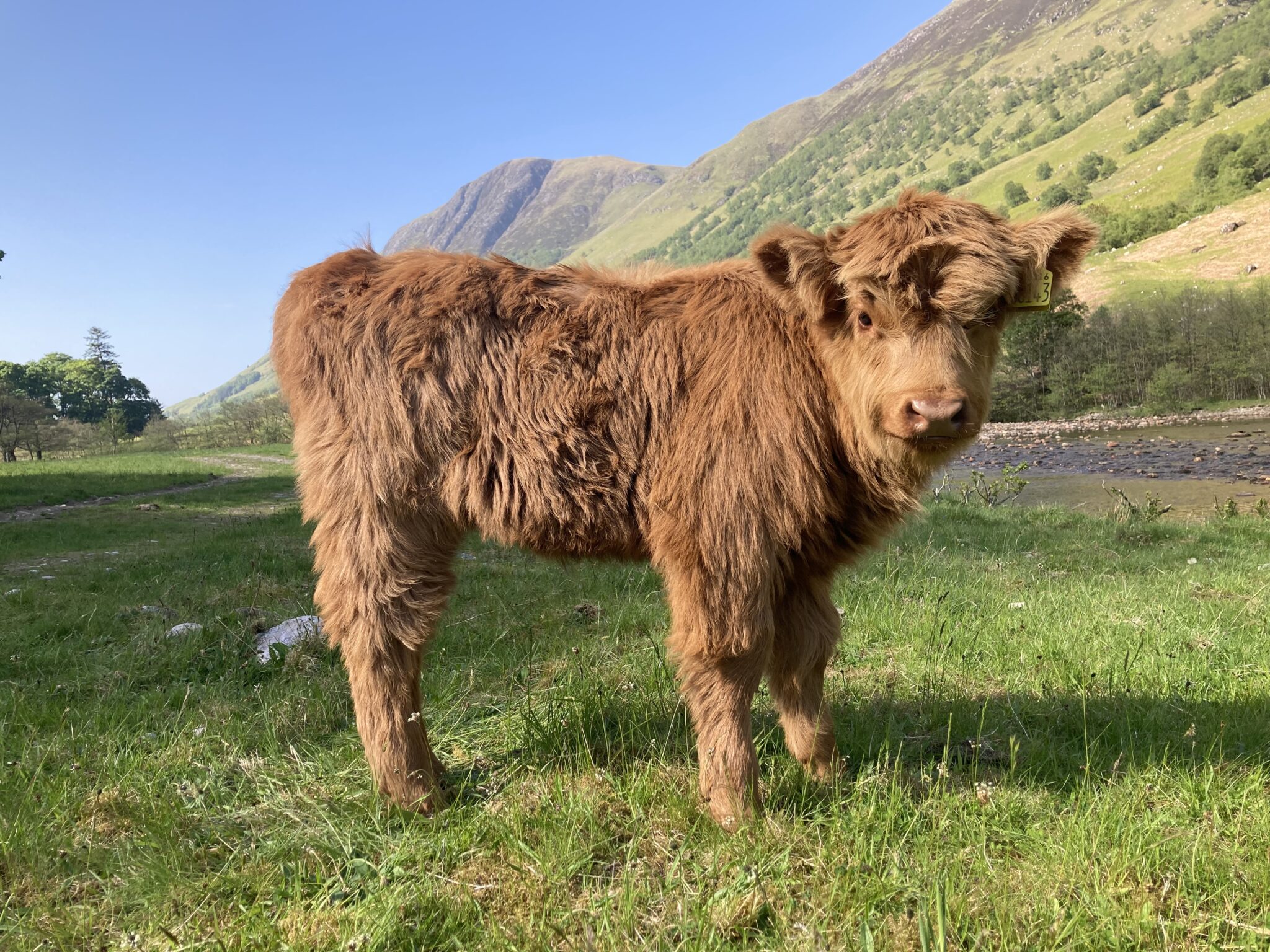 Differences and similarities between Highland cattle and reindeer: part ...