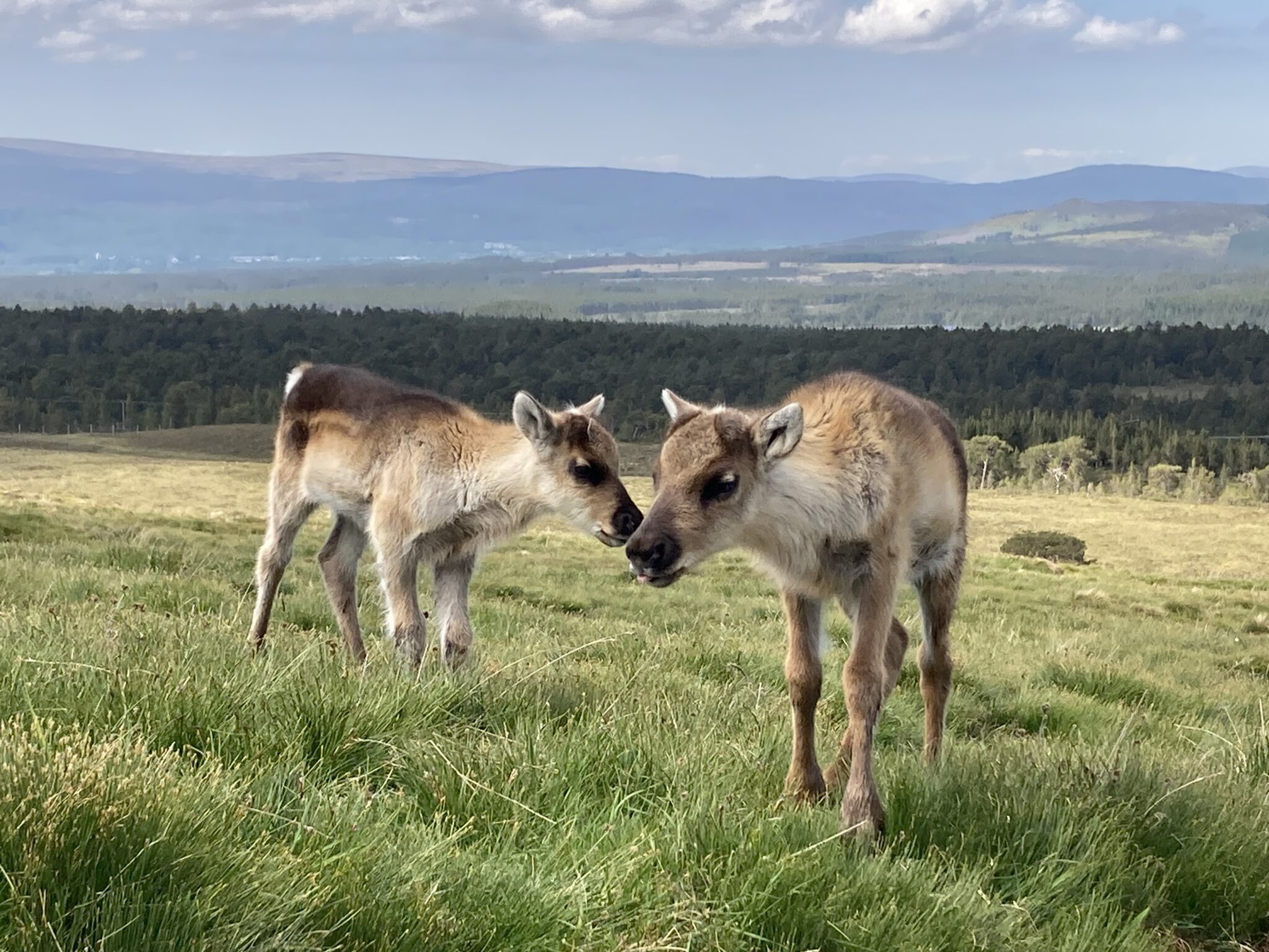 Differences and similarities between Highland cattle and reindeer: part ...