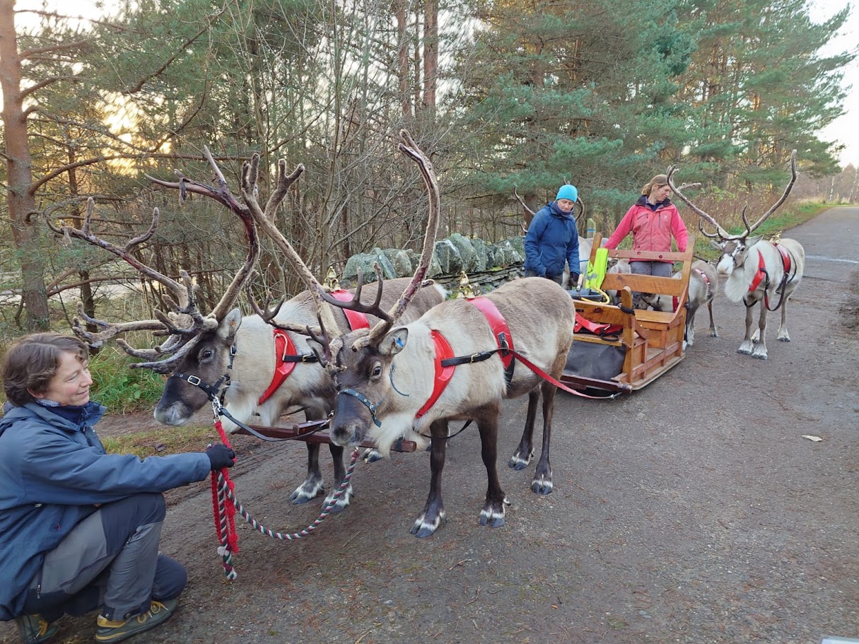New Christmas Reindeer 2024 - The Cairngorm Reindeer Herd