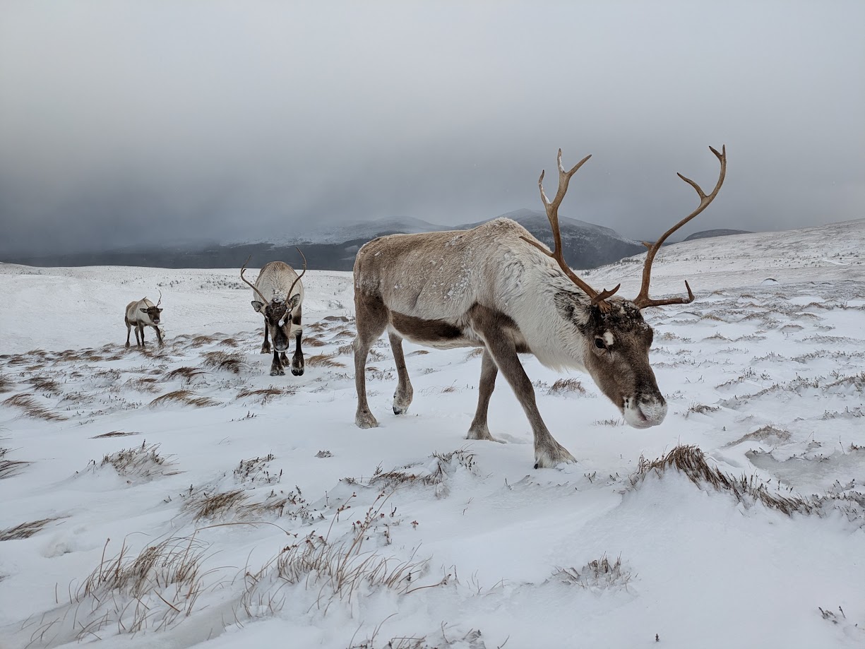 Photo Blog: January 2025 – The Cairngorm Reindeer Herd