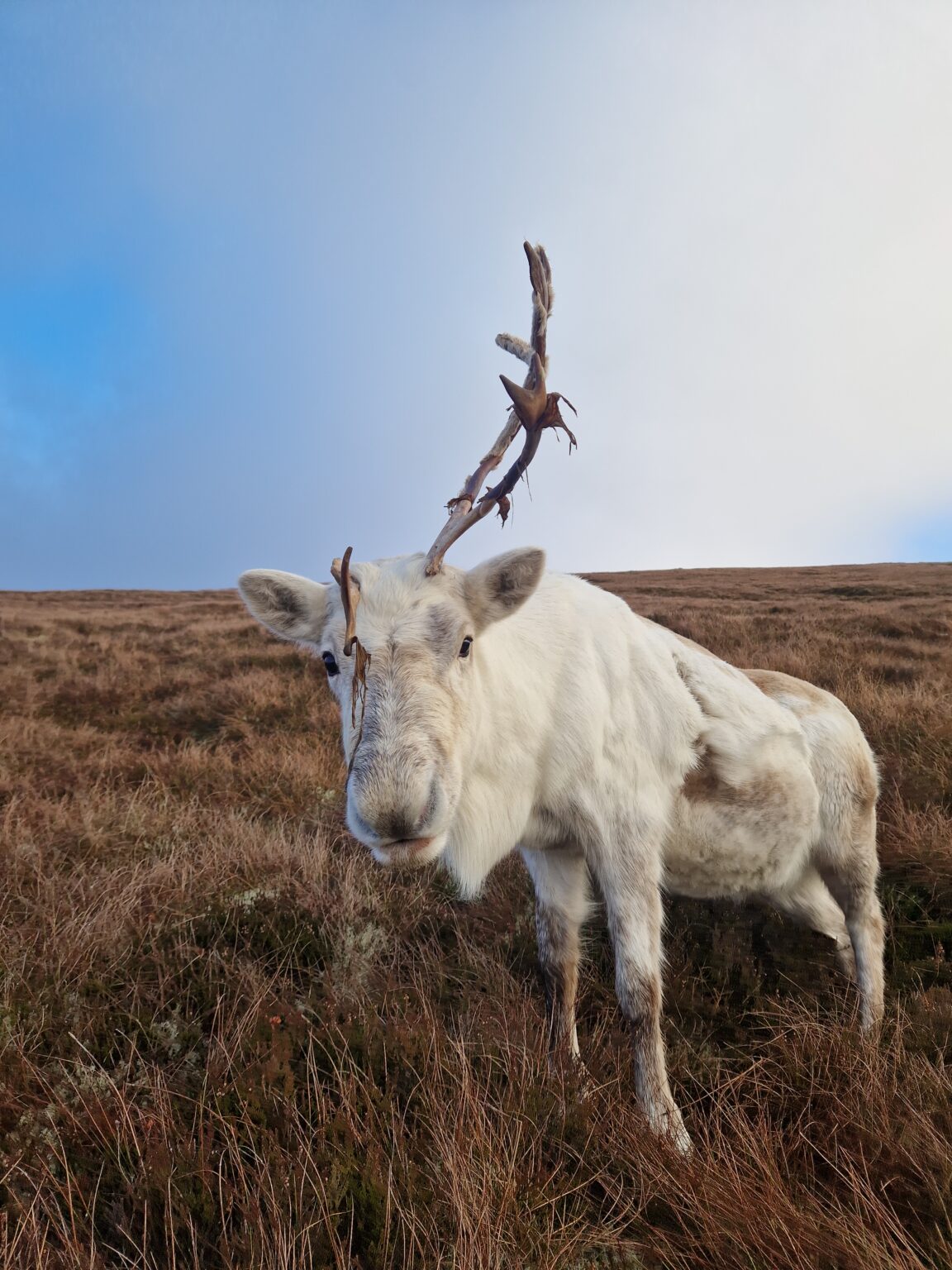 Blog – The Cairngorm Reindeer Herd