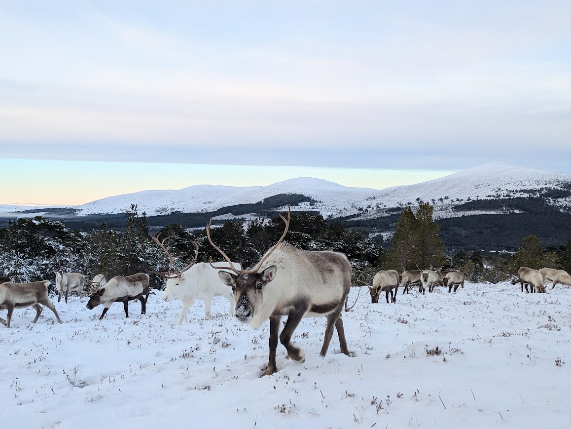 A cold start to January 2025 - The Cairngorm Reindeer Herd