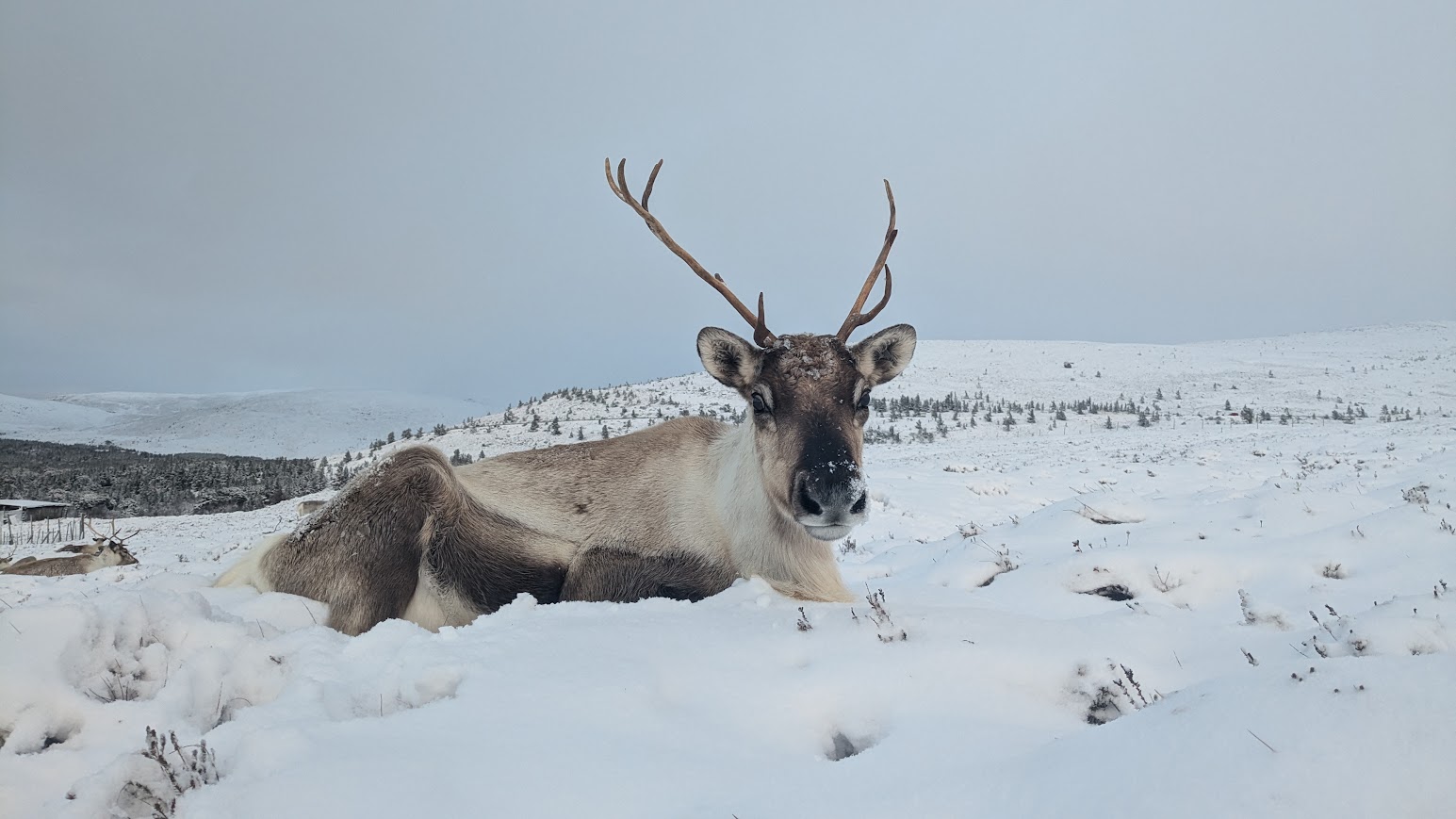 A cold start to January 2025 - The Cairngorm Reindeer Herd