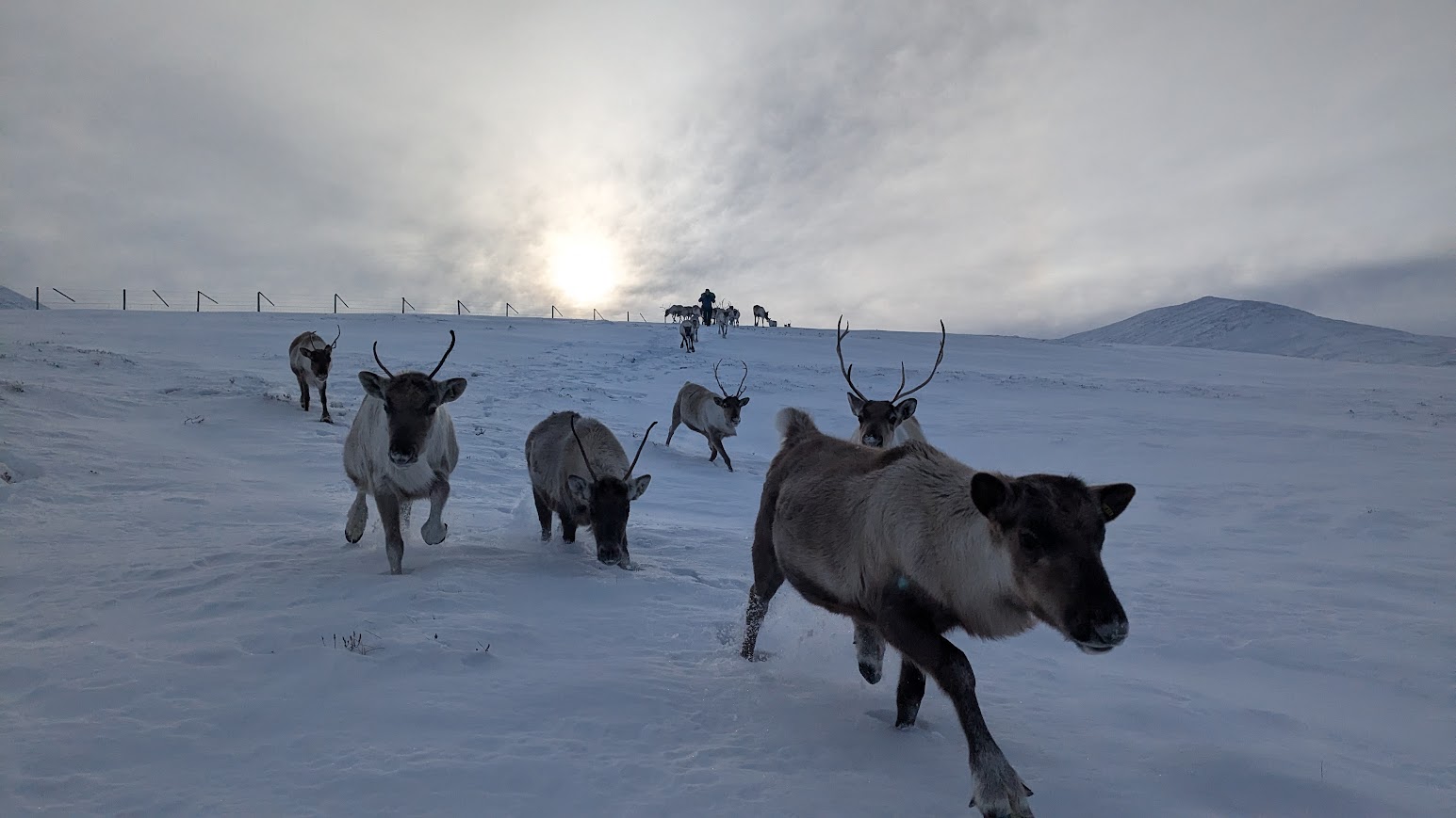 A cold start to January 2025 - The Cairngorm Reindeer Herd