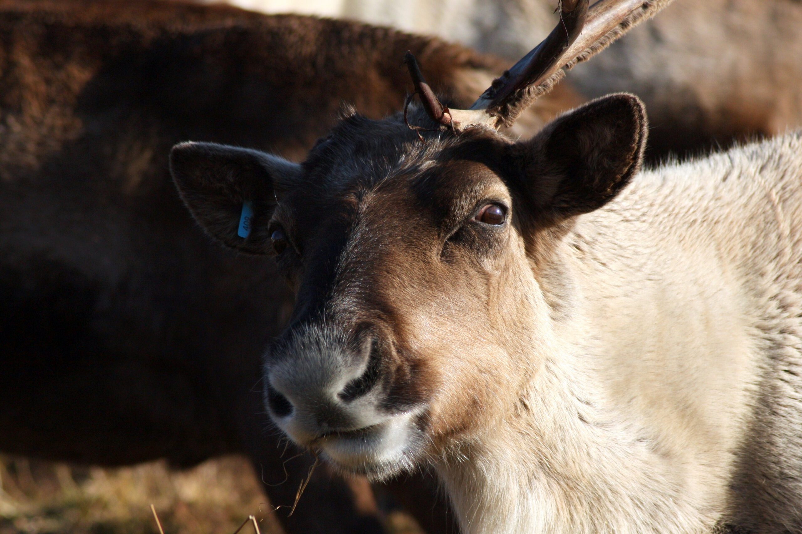 Like mother, like son: Russia and Spider - The Cairngorm Reindeer Herd