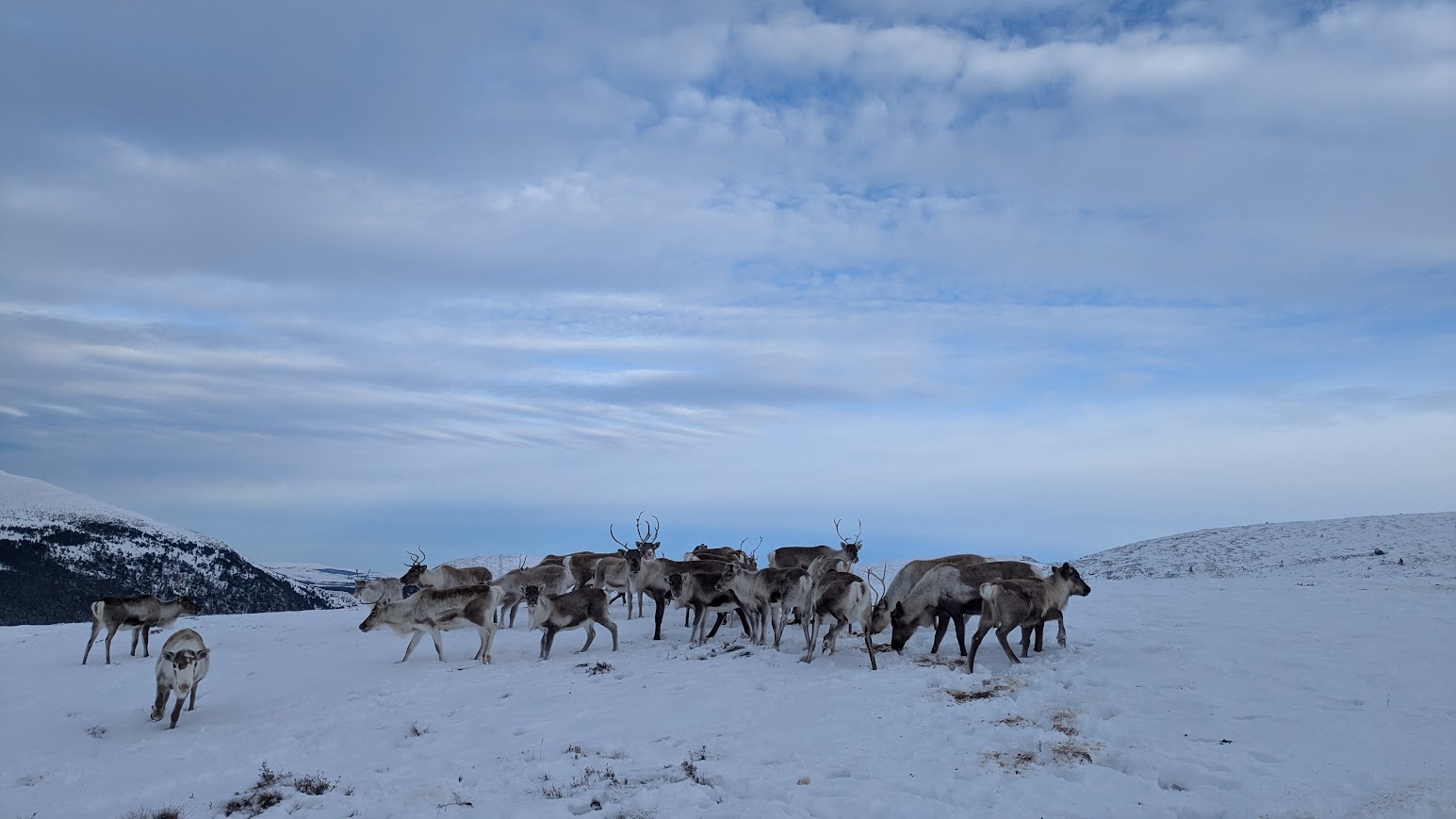 A cold start to January 2025 - The Cairngorm Reindeer Herd
