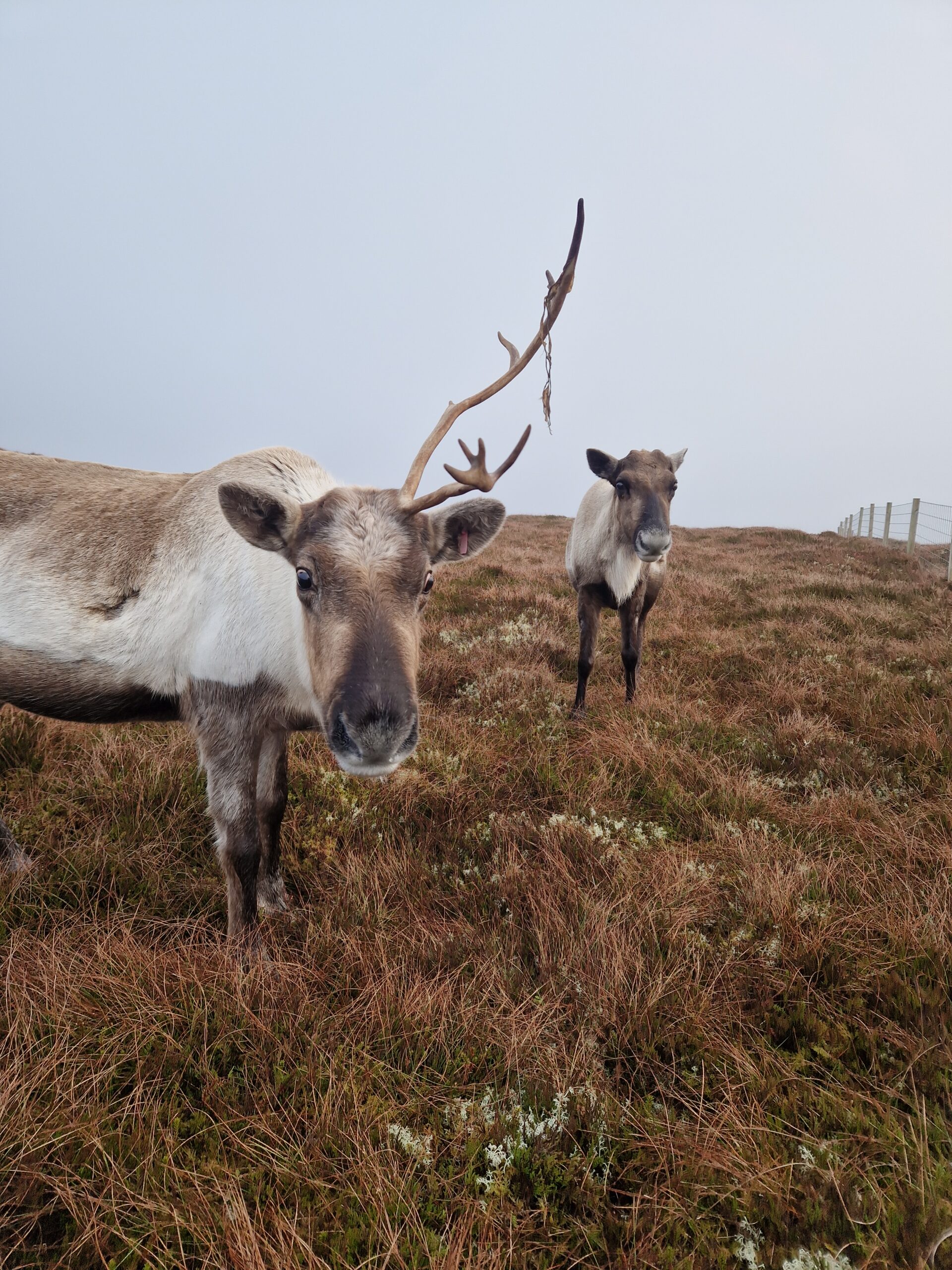 A free range mission… - The Cairngorm Reindeer Herd