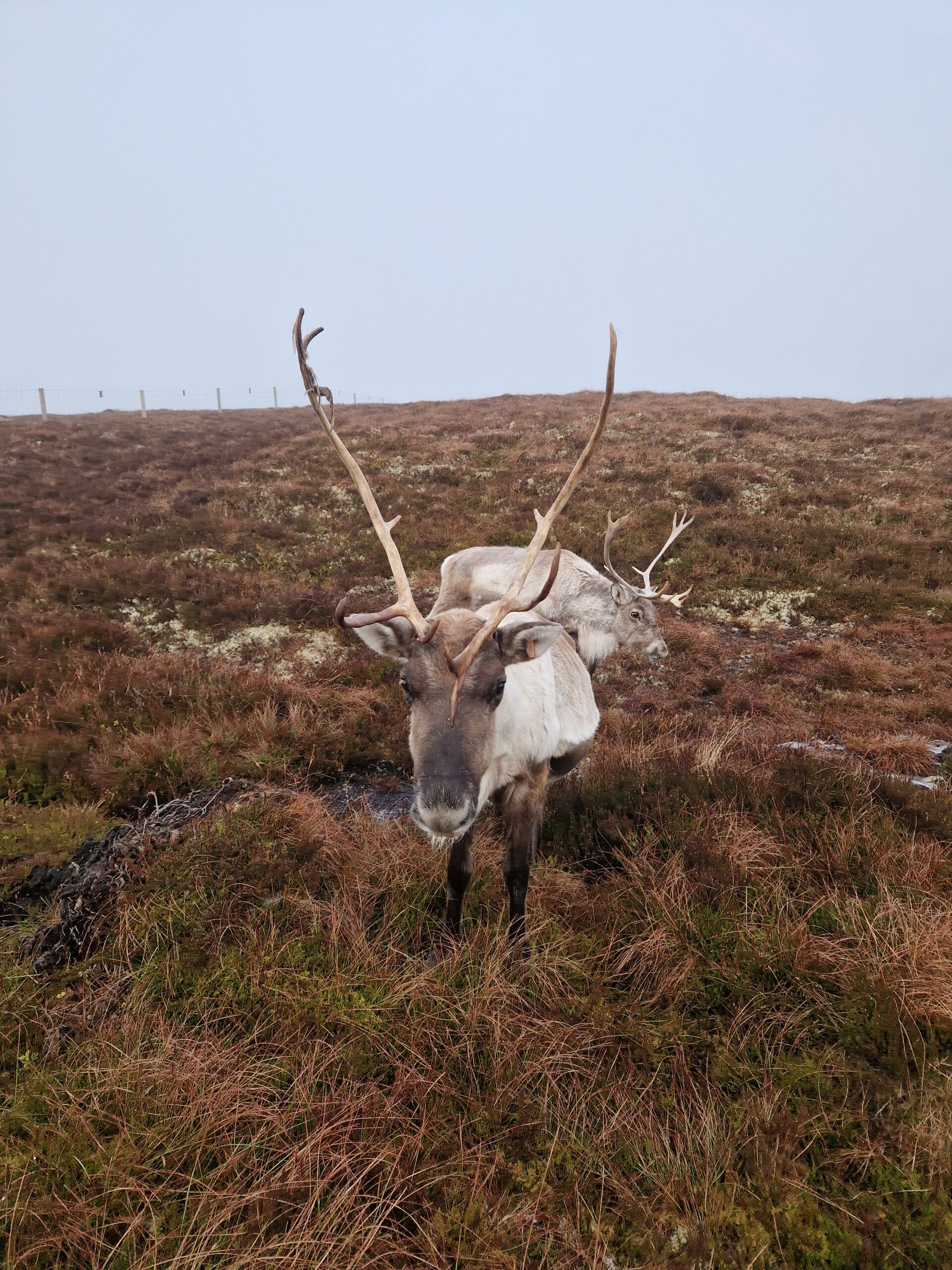 A free range mission… – The Cairngorm Reindeer Herd