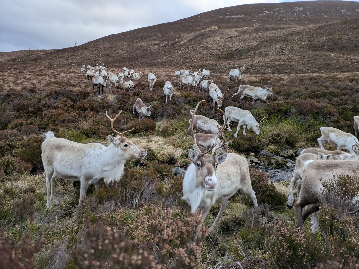 Blog – The Cairngorm Reindeer Herd