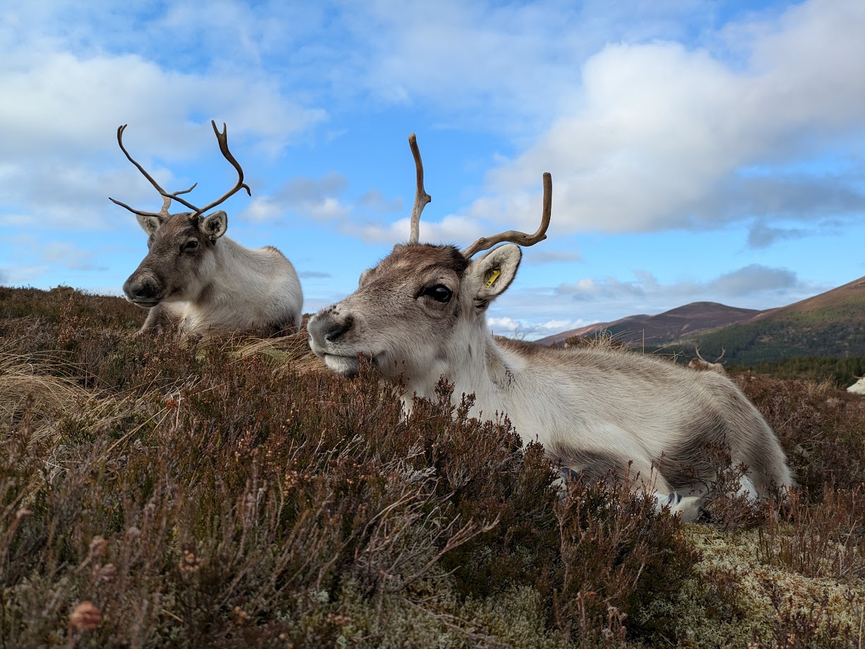 Photo Blog: February 2025 - The Cairngorm Reindeer Herd
