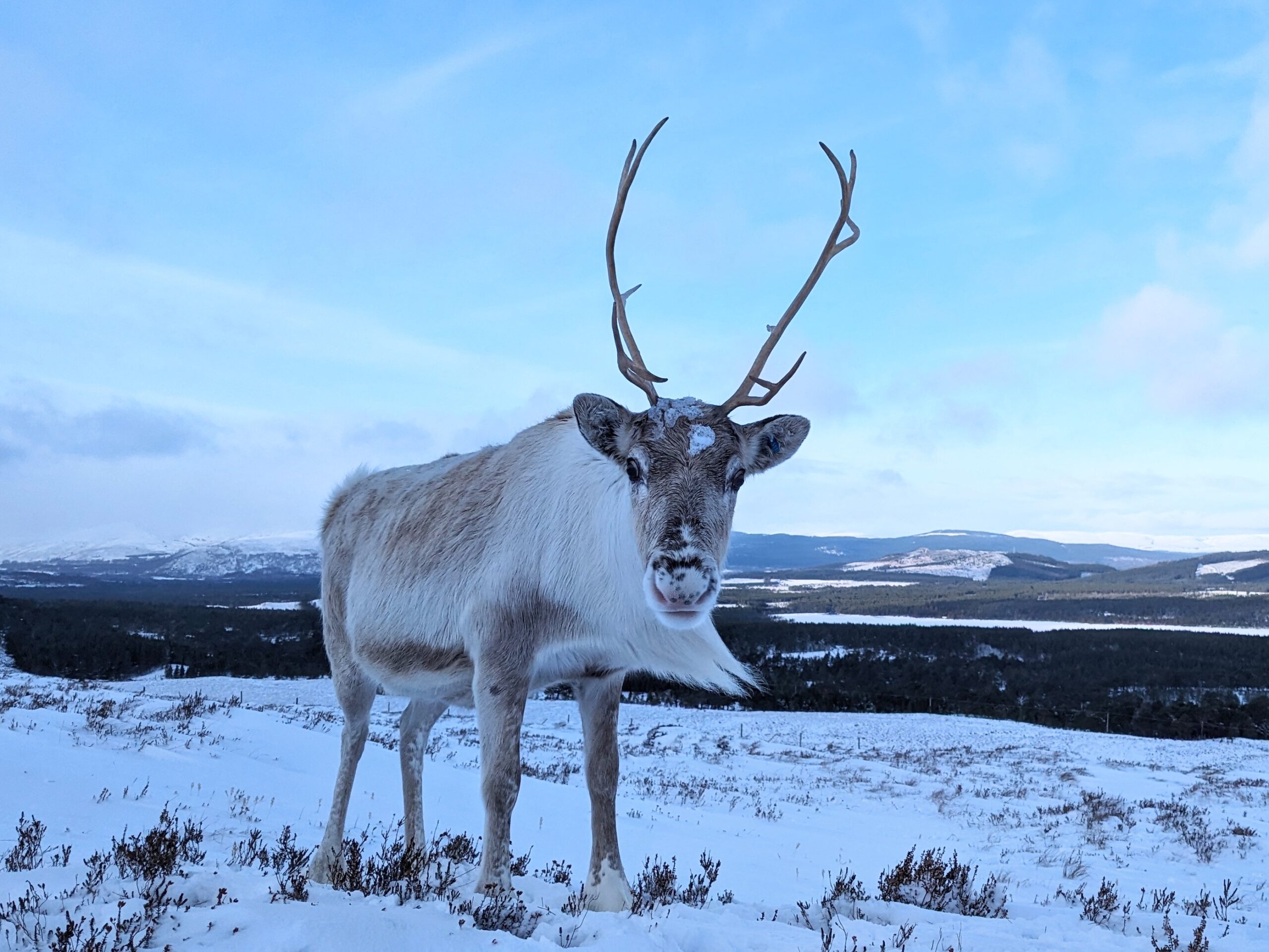 How does a reindeer keep warm in the winter? - The Cairngorm Reindeer Herd