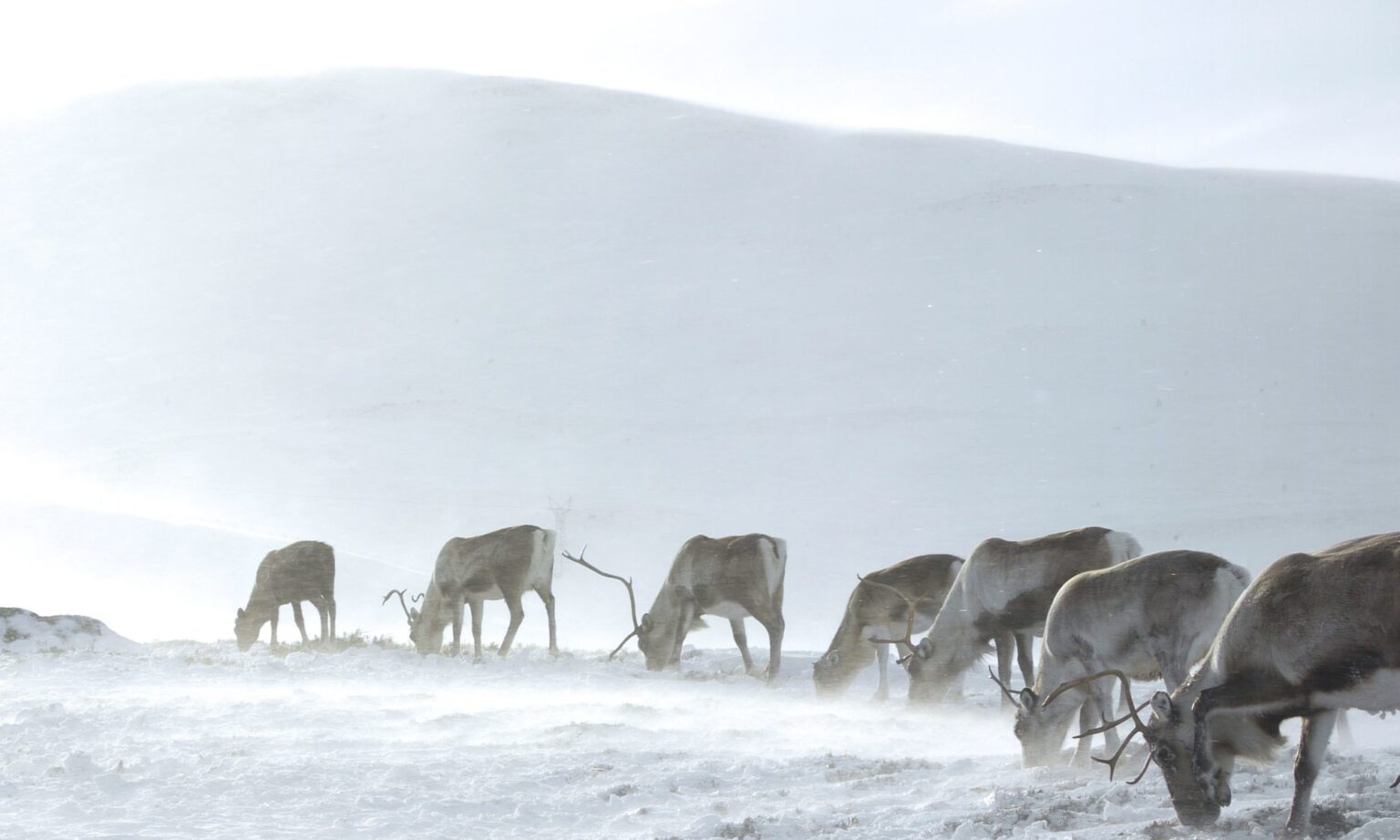 How does a reindeer keep warm in the winter? - The Cairngorm Reindeer Herd