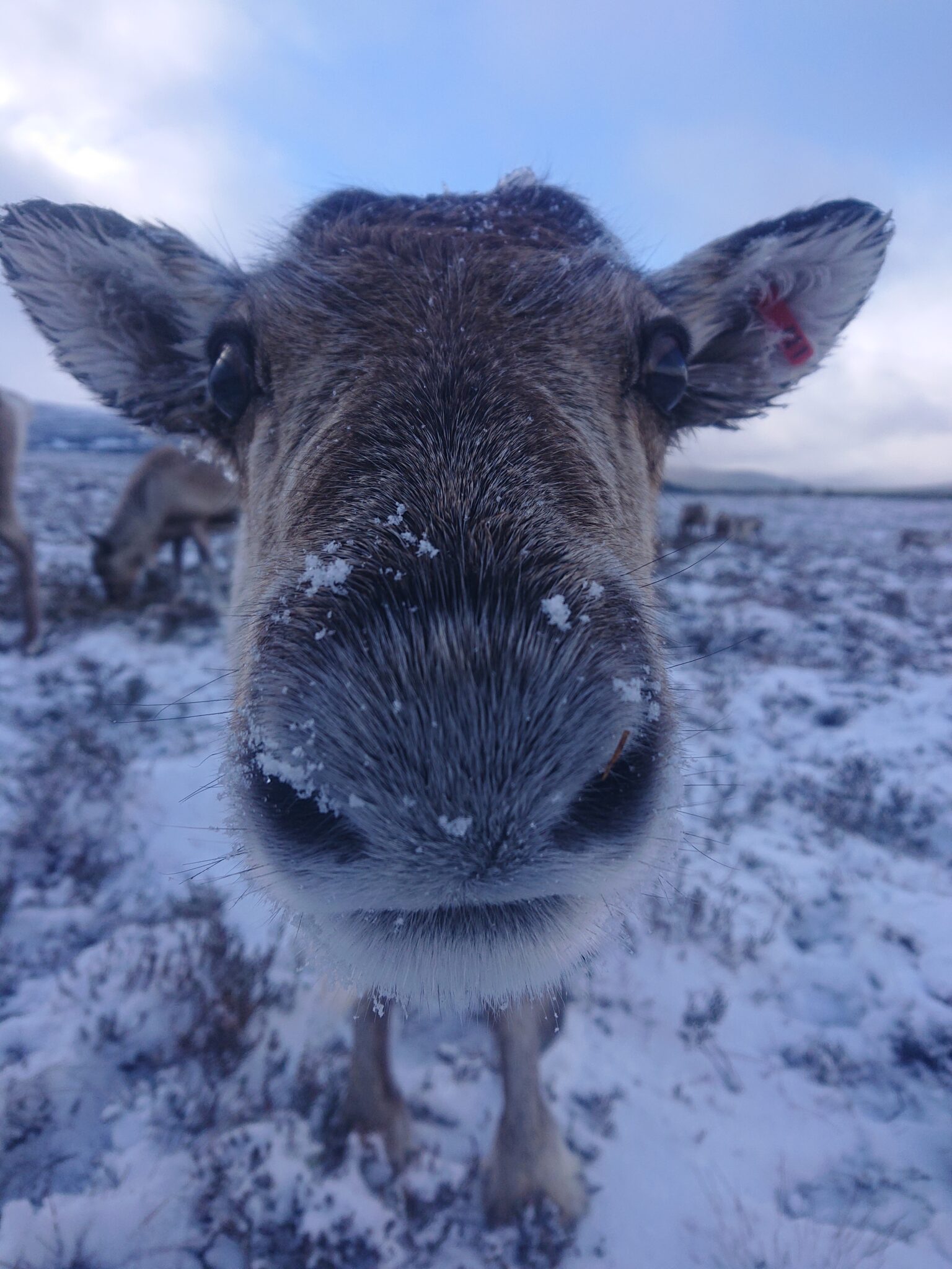 How does a reindeer keep warm in the winter? - The Cairngorm Reindeer Herd