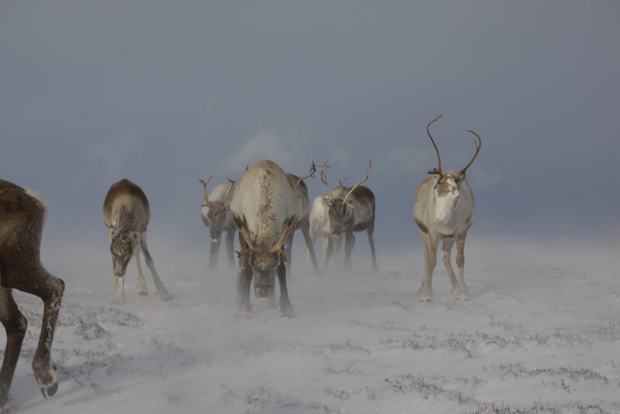 How does a reindeer keep warm in the winter? - The Cairngorm Reindeer Herd