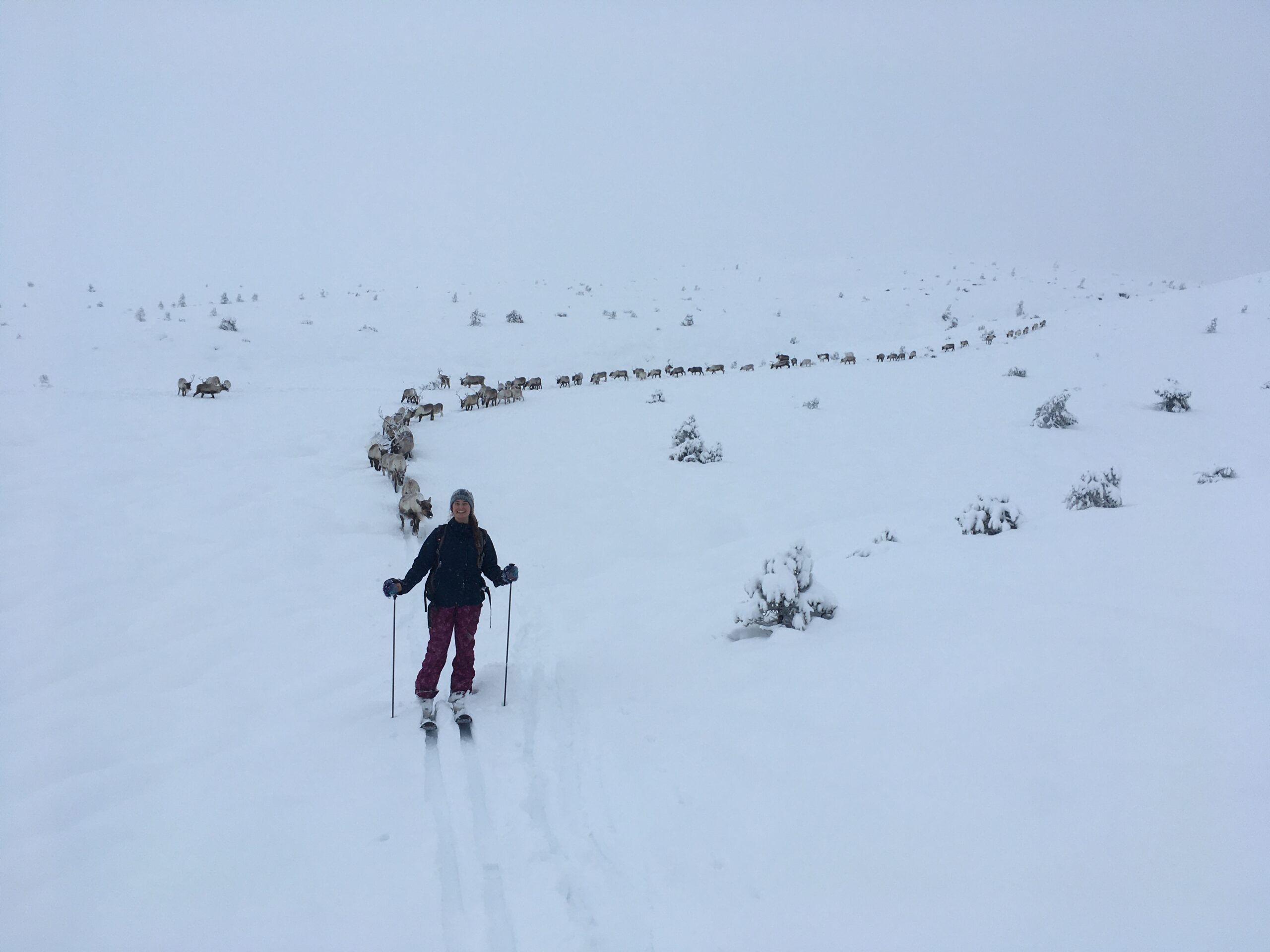 How does a reindeer keep warm in the winter? - The Cairngorm Reindeer Herd