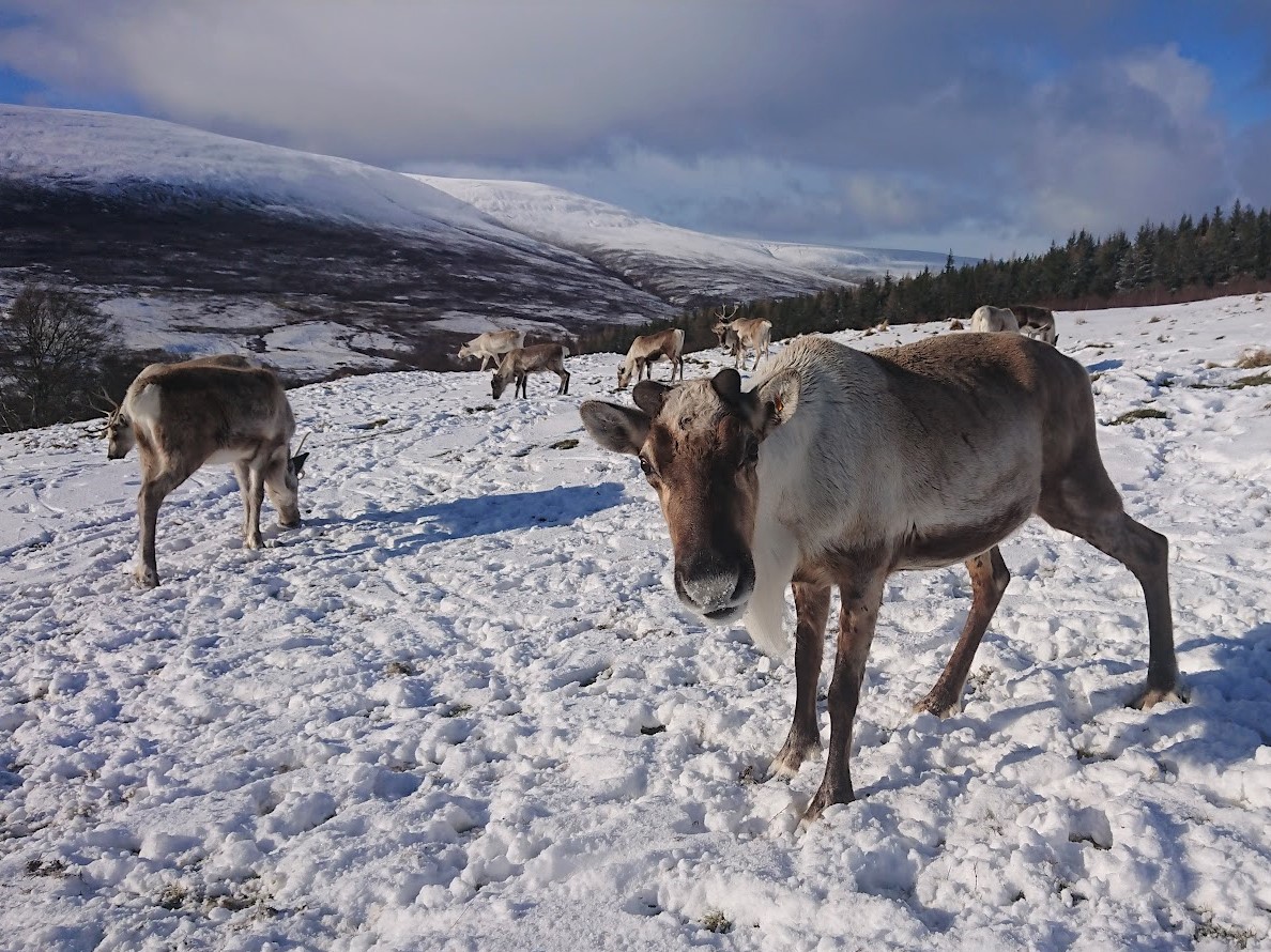 How does a reindeer keep warm in the winter? - The Cairngorm Reindeer Herd