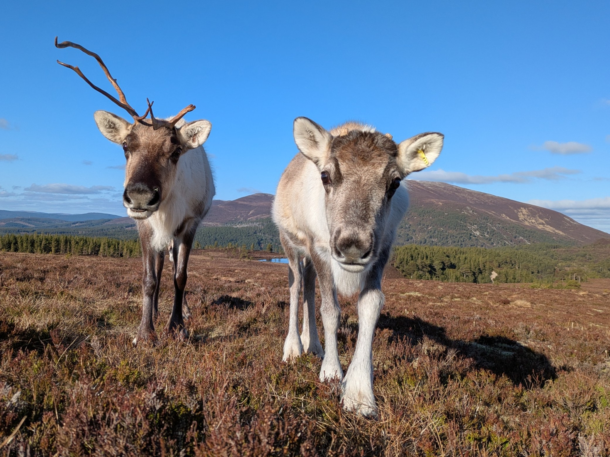Cuppa – from calf to yearling! - The Cairngorm Reindeer Herd