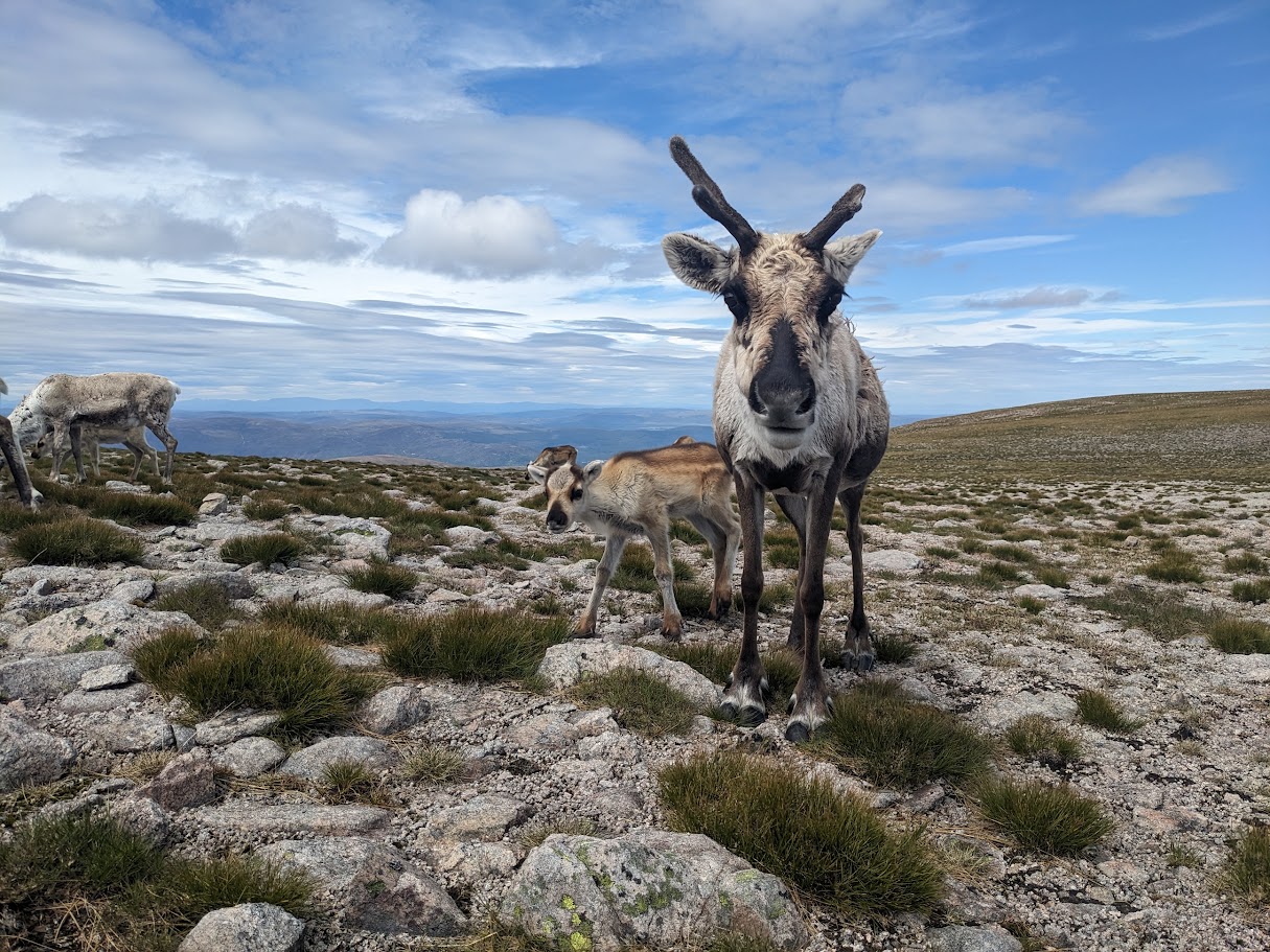 Cuppa – from calf to yearling! - The Cairngorm Reindeer Herd