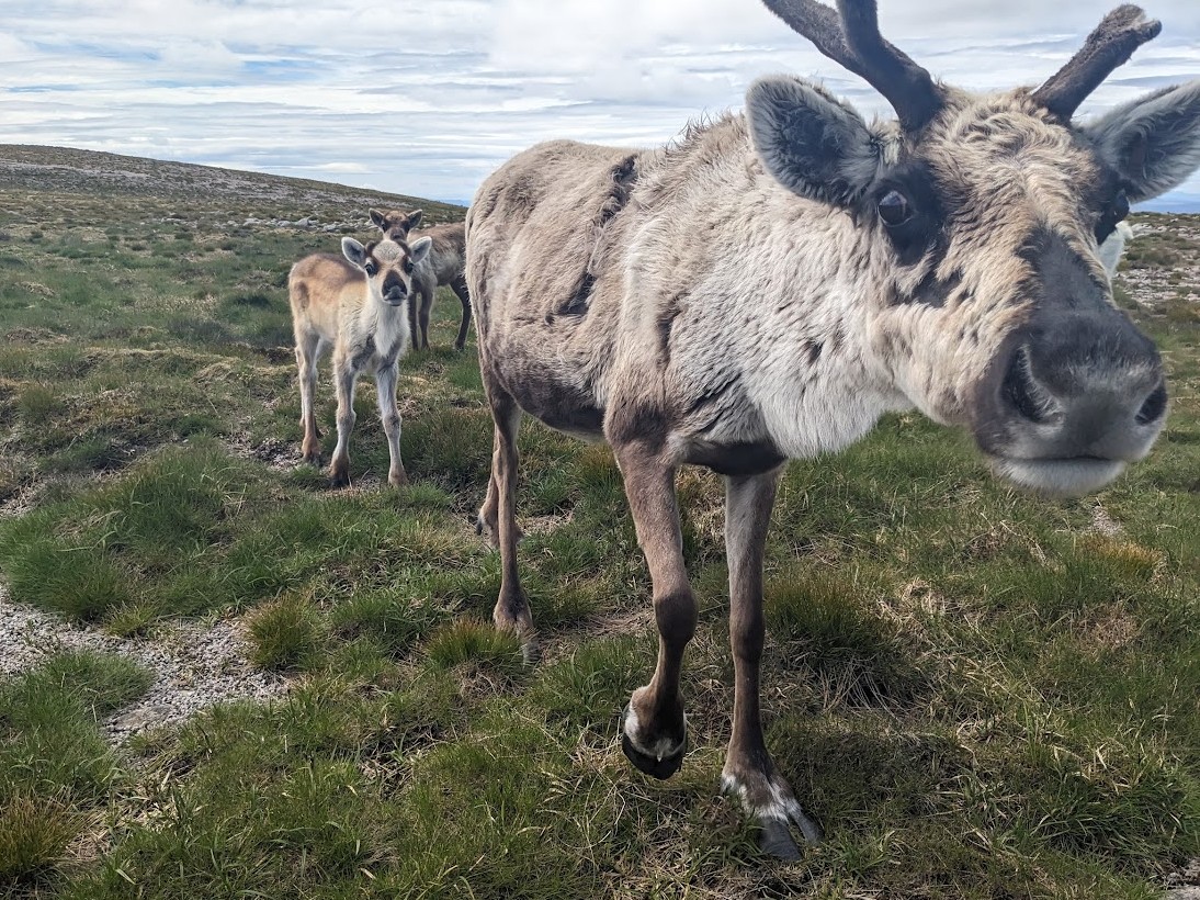 Cuppa – from calf to yearling! - The Cairngorm Reindeer Herd