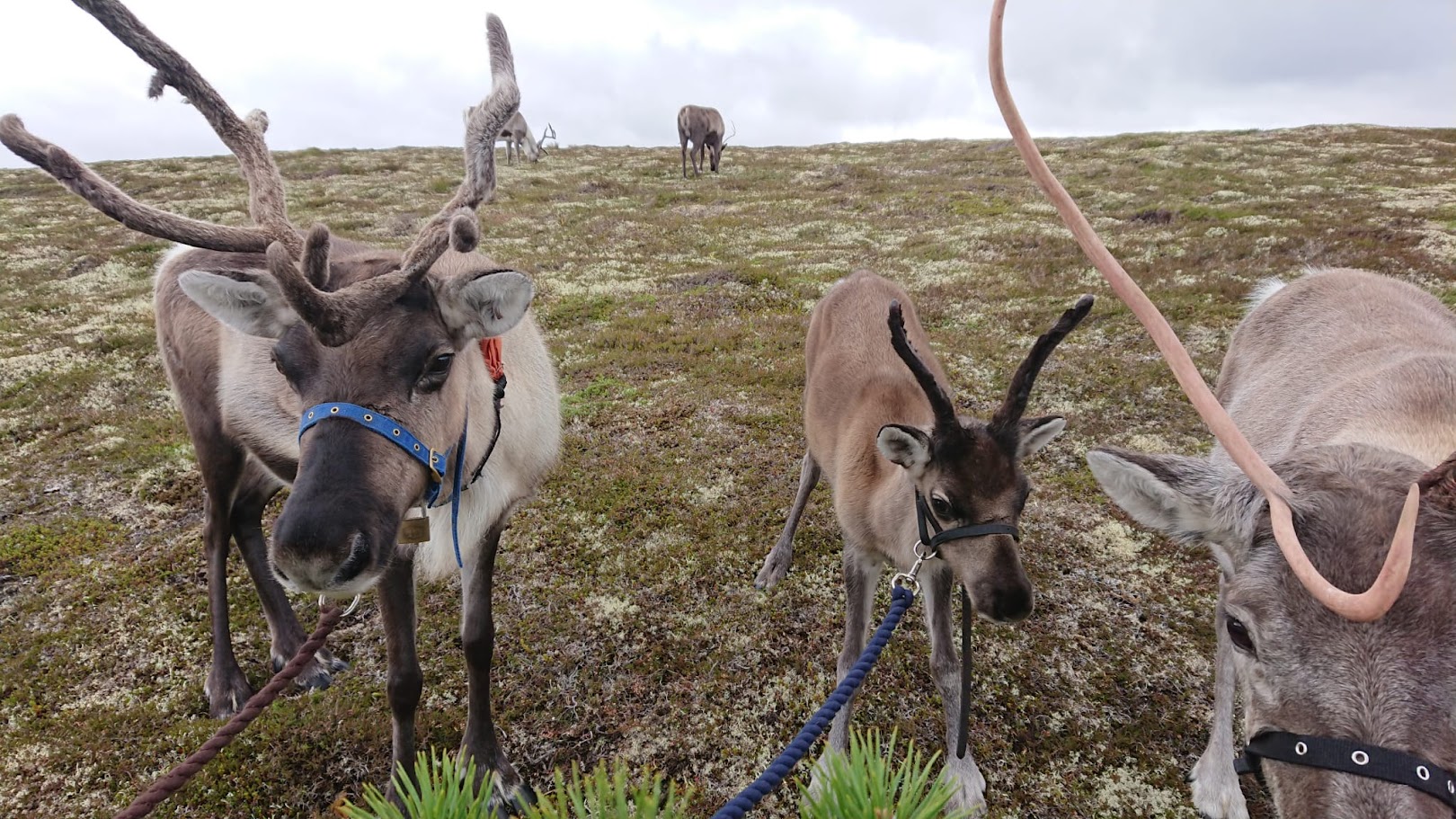 Cuppa – from calf to yearling! - The Cairngorm Reindeer Herd