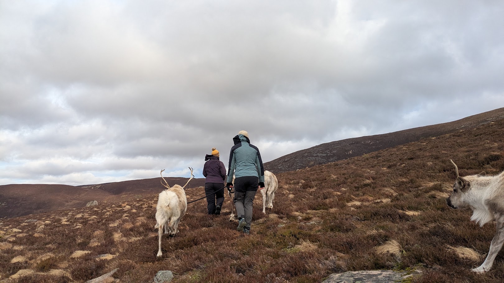 A busy day on the hill – The Cairngorm Reindeer Herd