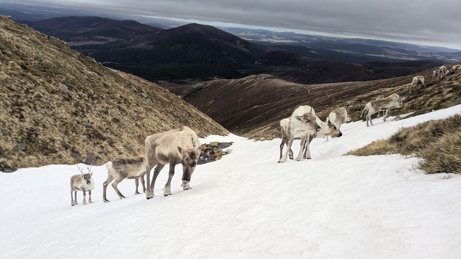 Blog – The Cairngorm Reindeer Herd