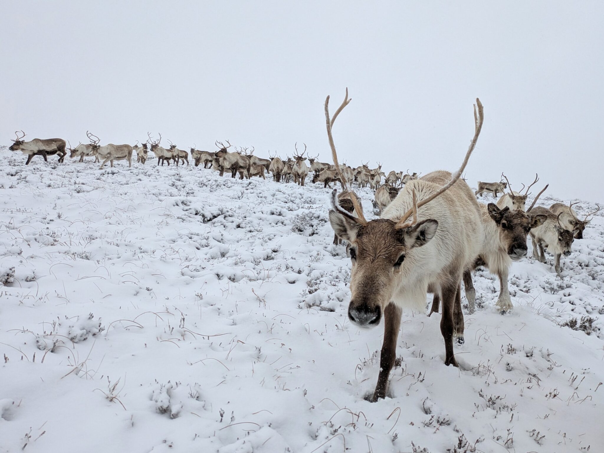 Blog – The Cairngorm Reindeer Herd