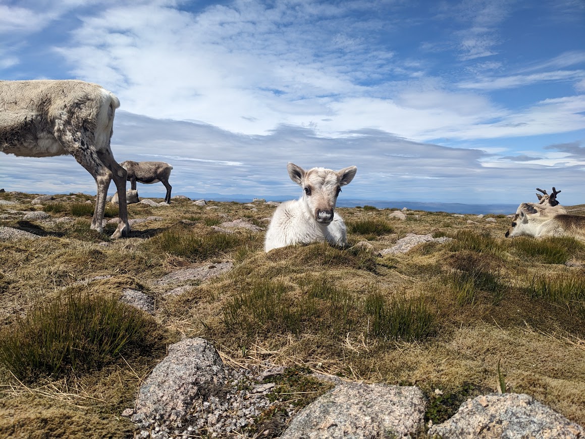 Latte – from calf to yearling! - The Cairngorm Reindeer Herd