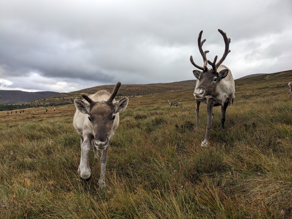 Latte – from calf to yearling! – The Cairngorm Reindeer Herd