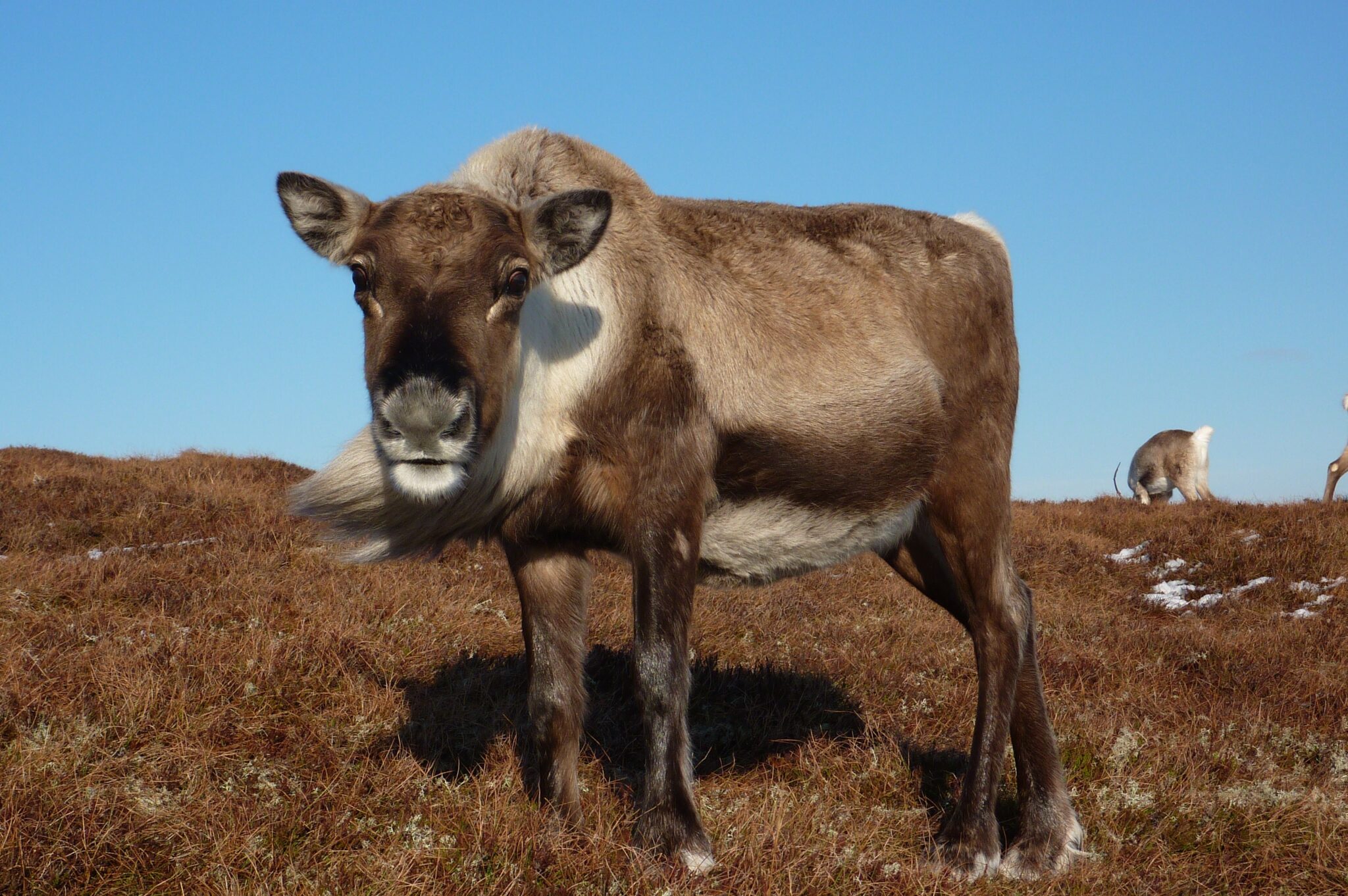 Blog – The Cairngorm Reindeer Herd