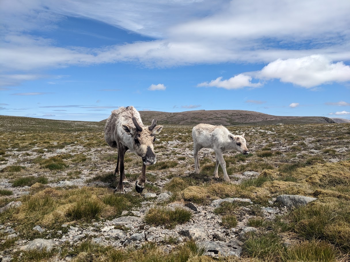 Latte – from calf to yearling! - The Cairngorm Reindeer Herd