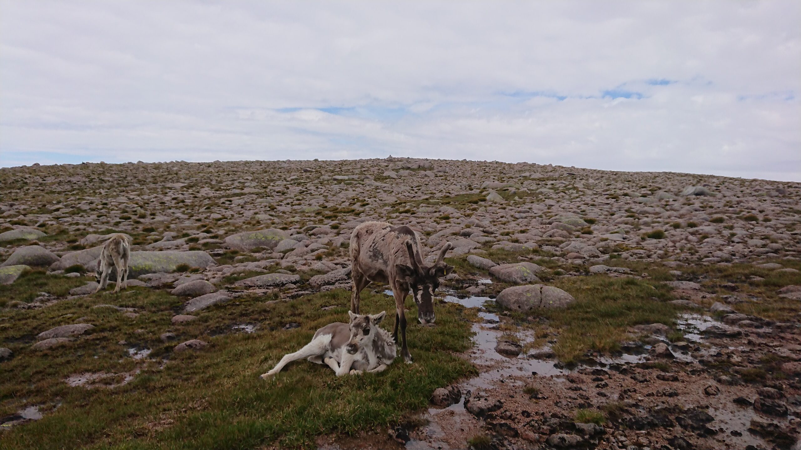Latte – from calf to yearling! - The Cairngorm Reindeer Herd