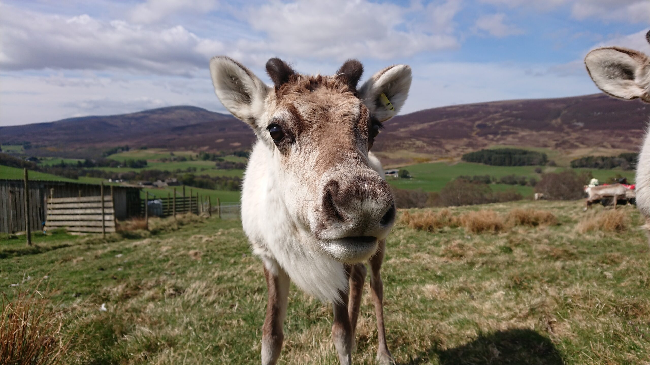 Cuppa – from calf to yearling! - The Cairngorm Reindeer Herd