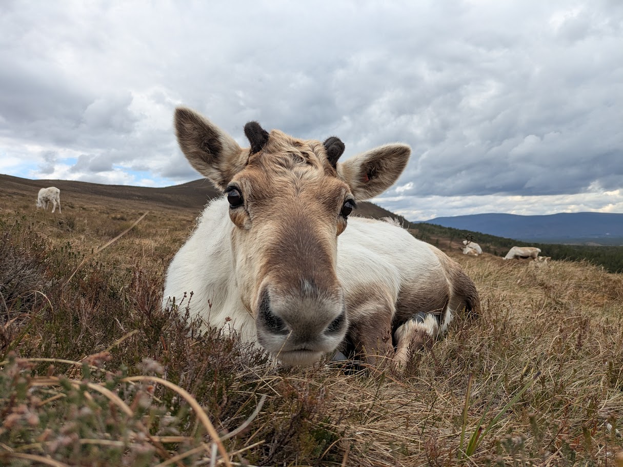 Photo Blog: April 2025 - The Cairngorm Reindeer Herd