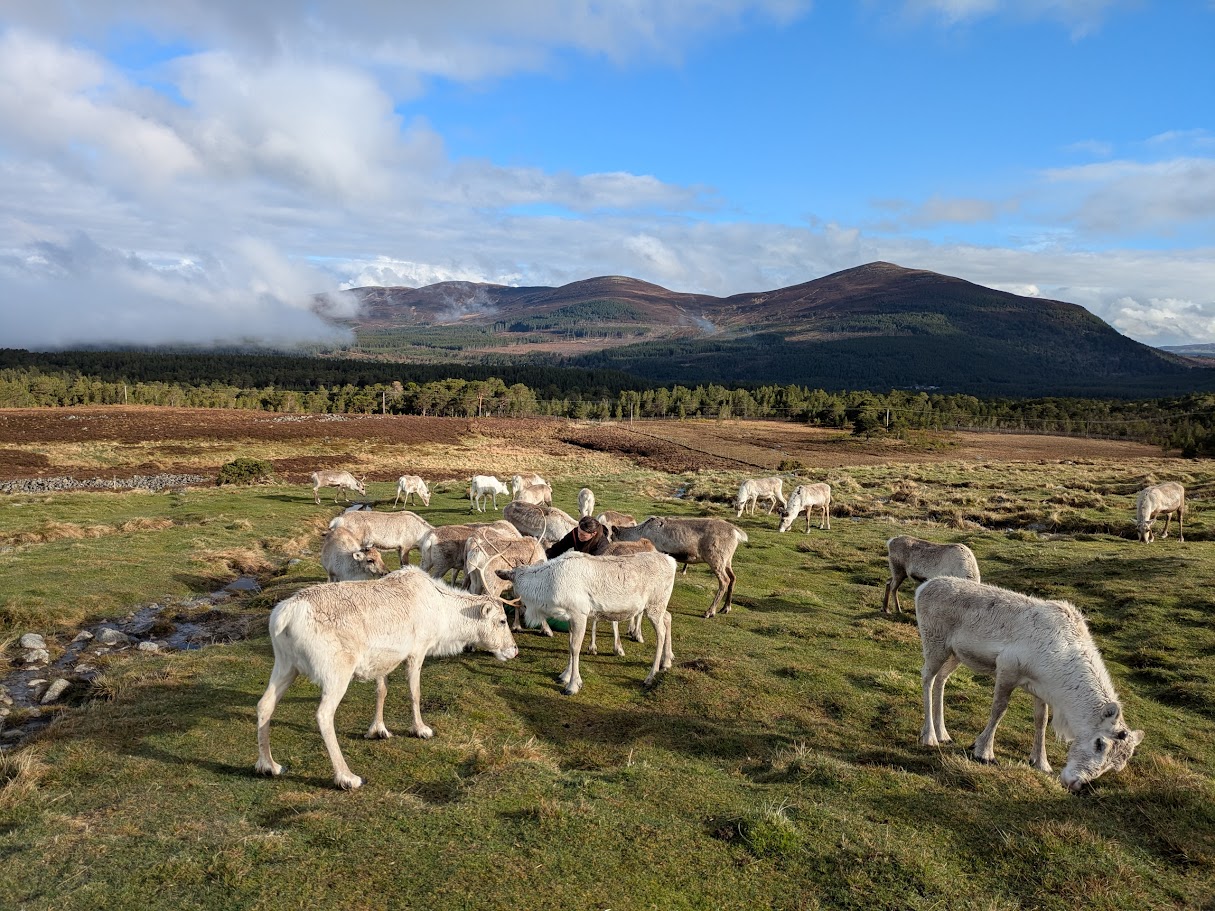 Building up to calving - The Cairngorm Reindeer Herd
