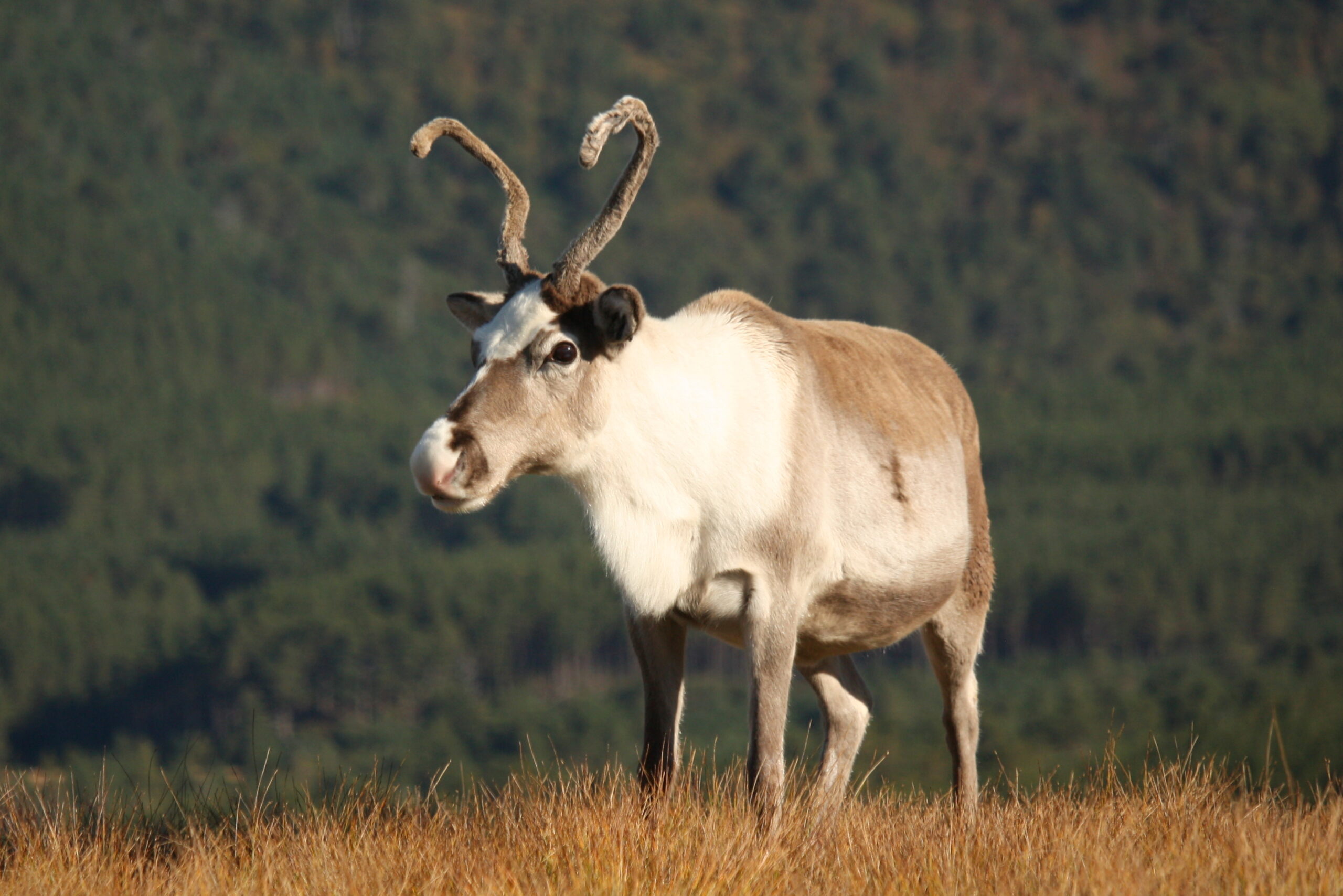 Antler shapes - The Cairngorm Reindeer Herd