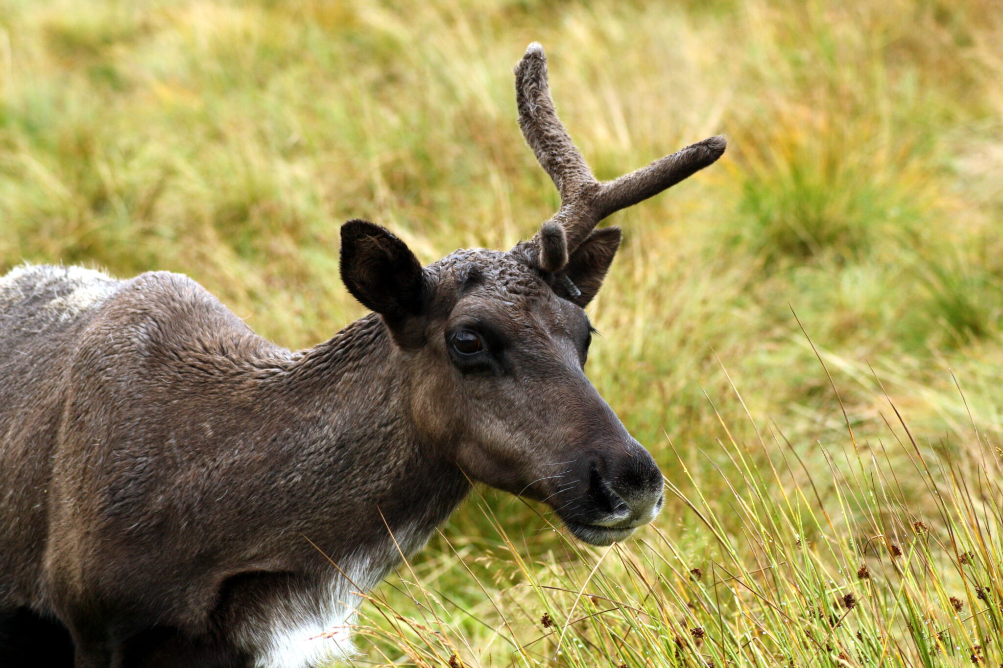 Antler shapes - The Cairngorm Reindeer Herd