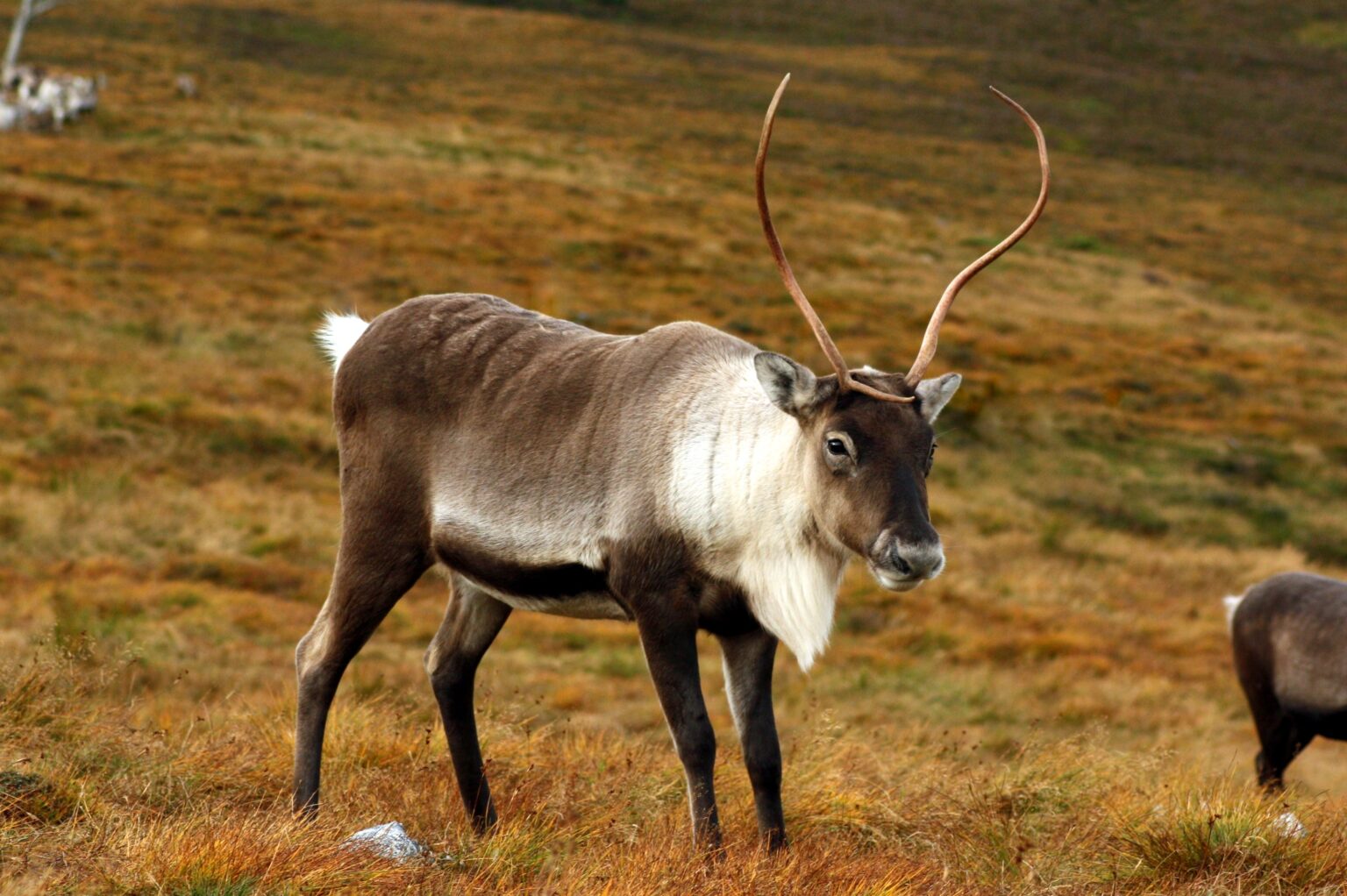 Antler shapes - The Cairngorm Reindeer Herd